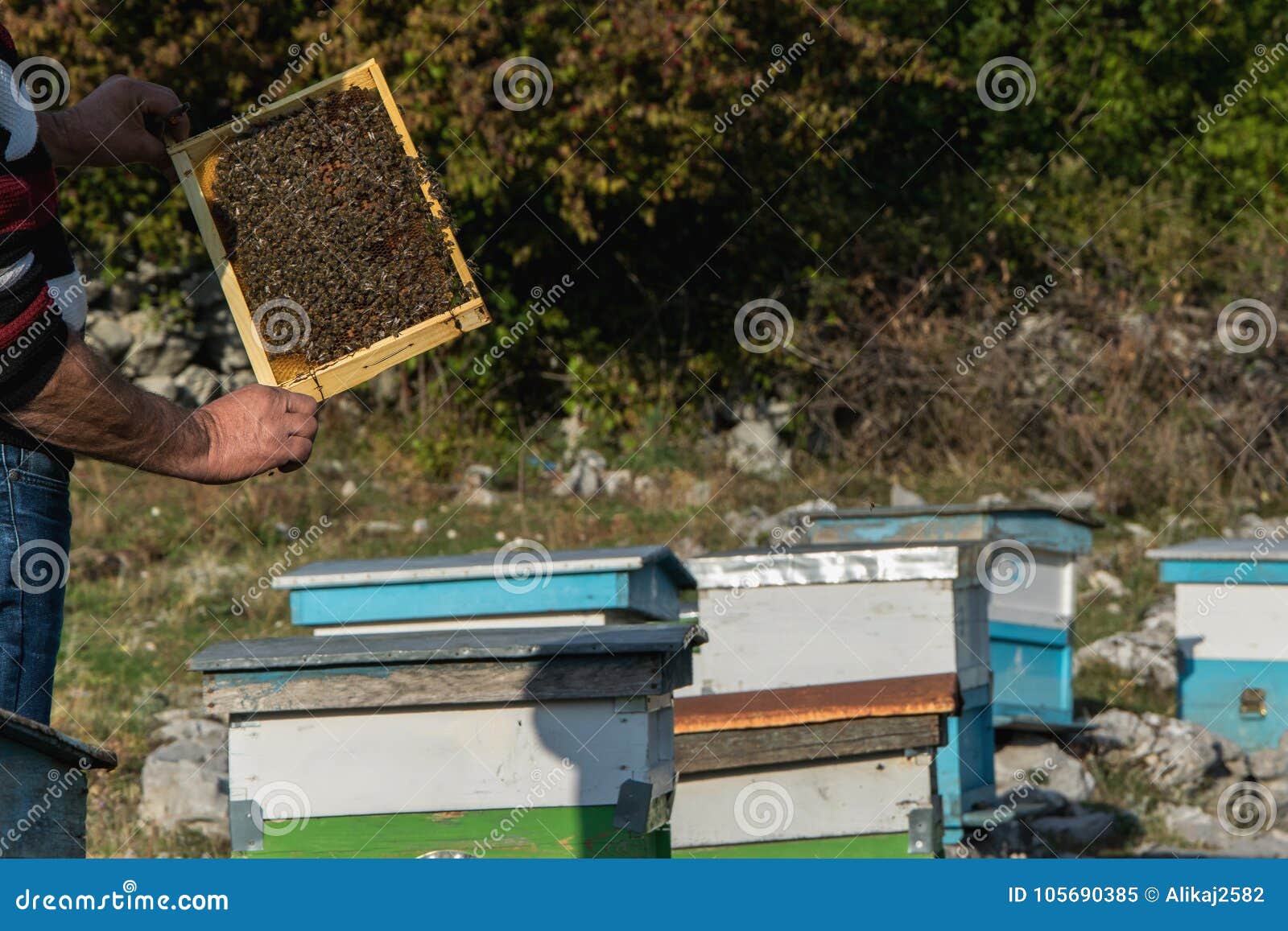 Beekeeper with the beehive stock image. Image of keeper - 105690385