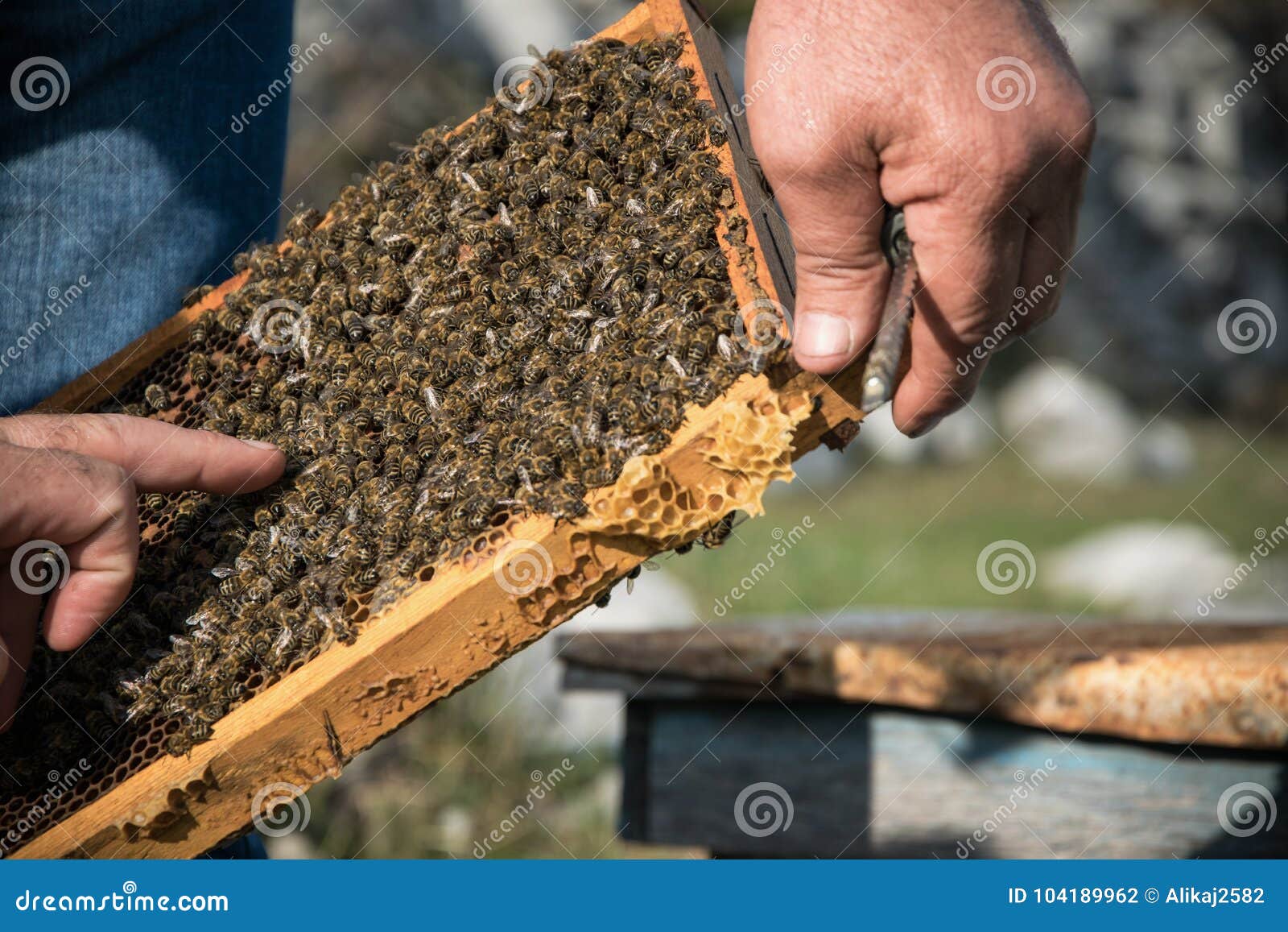 Beekeeper with the beehive stock photo. Image of growth - 104189962