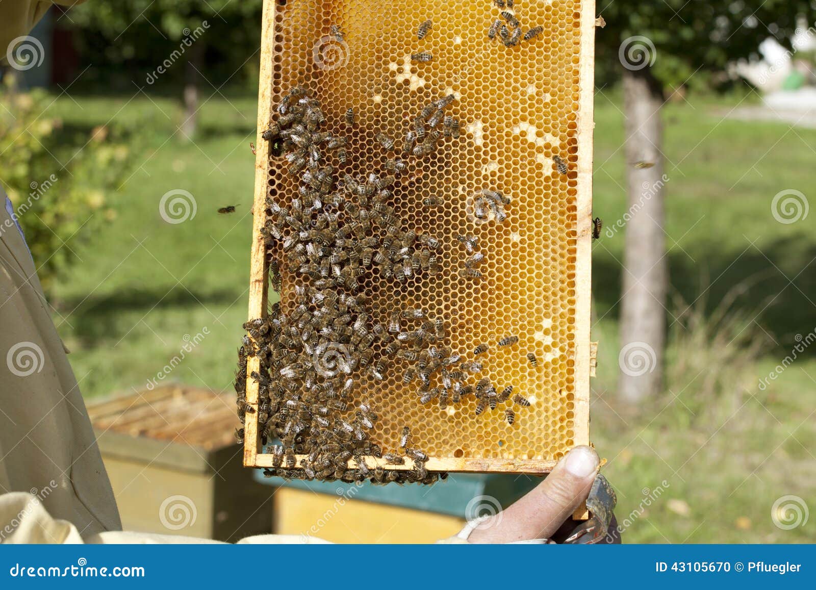 Beekeeper with bees stock photo. Image of honey, nature - 43105670