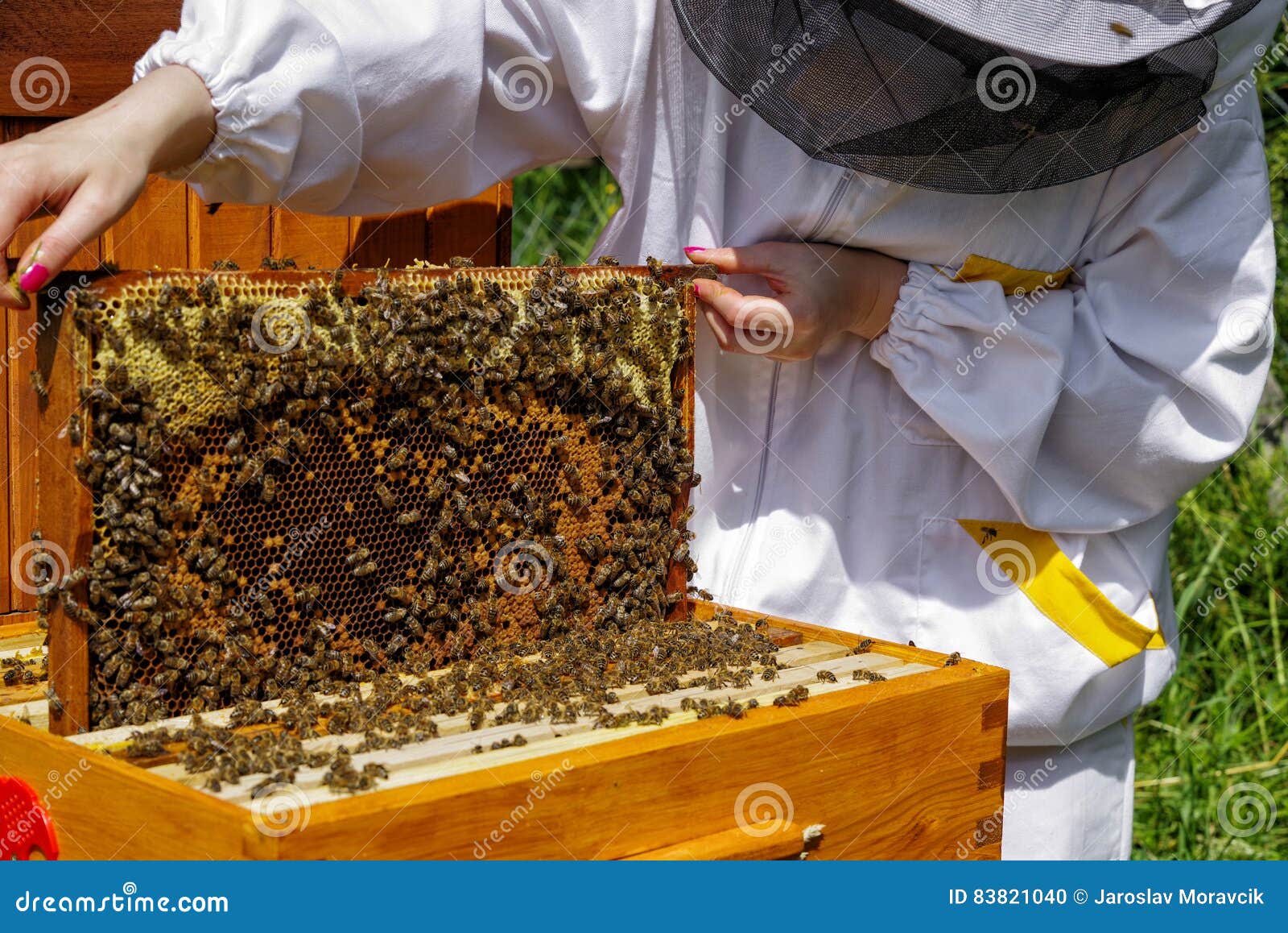Beekeeper with bees stock photo. Image of pollen, hive - 83821040