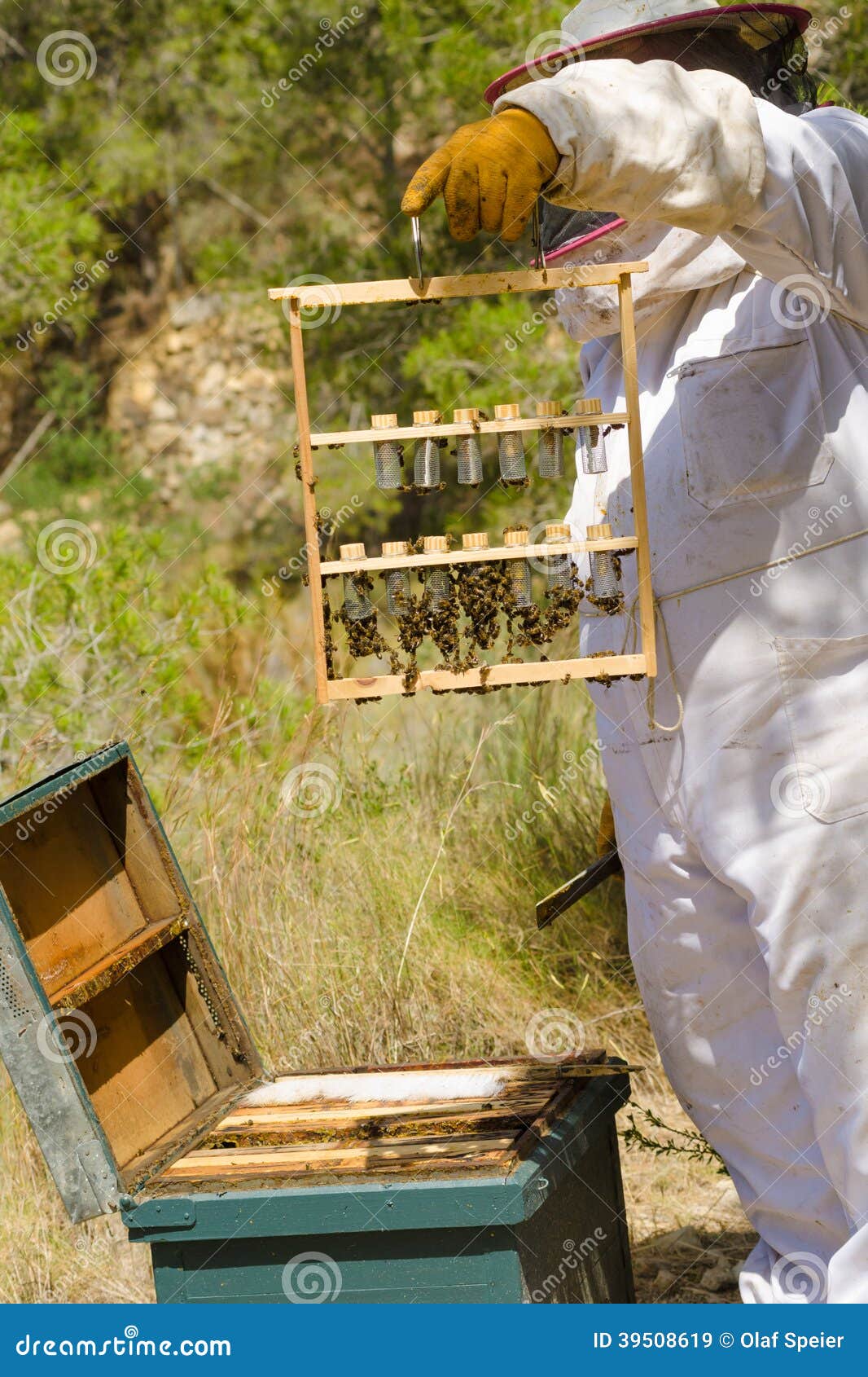 Beekeeper stock image. Image of honeybees, apiary, working - 39508619