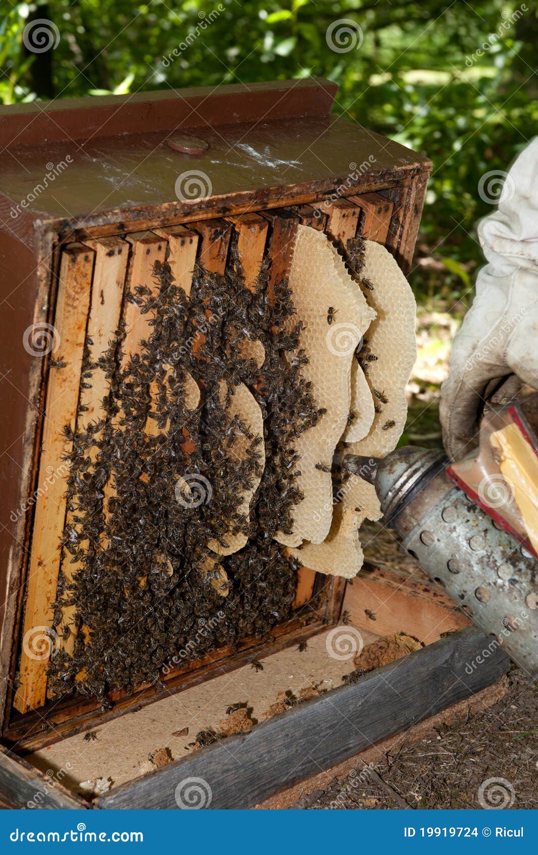 A Beekeeper Checkes His Hives Stock Photo - Image of jelly, royal: 19919724
