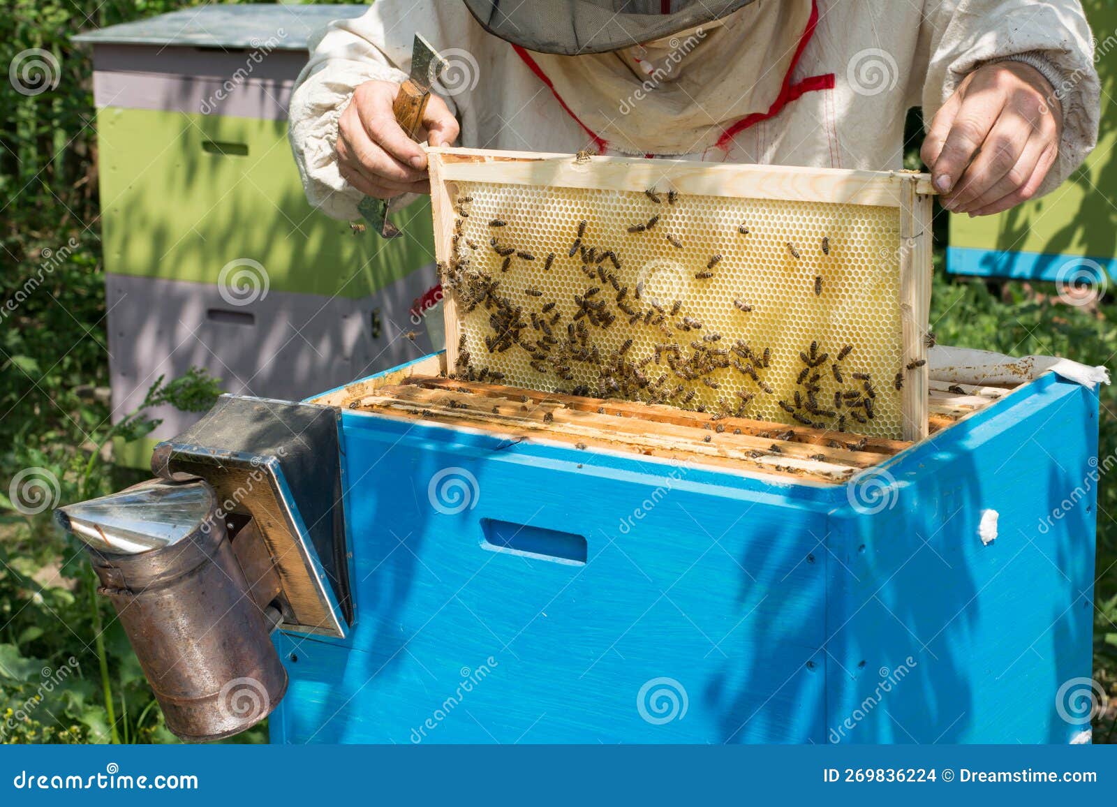 Beekeeper harvesting honey stock photo. Image of agriculture - 269836224