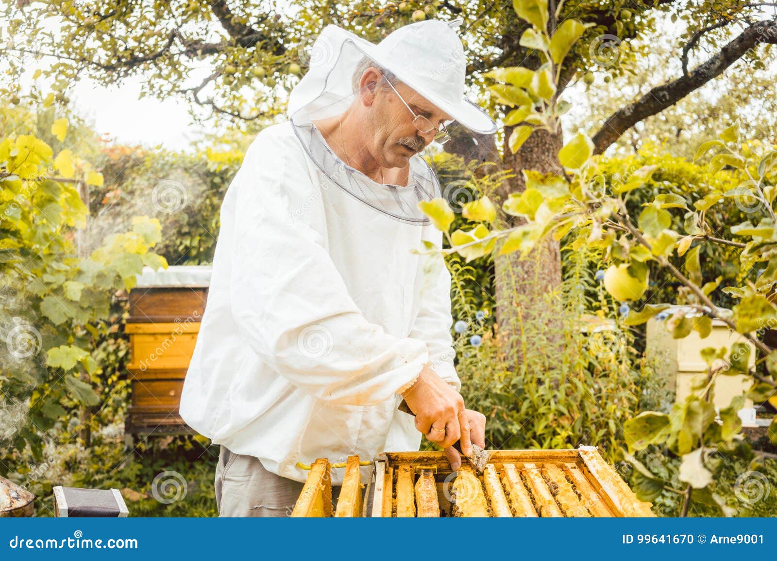 Beekeeper Checking His Bees Stock Photo - Image of beekeeper ...