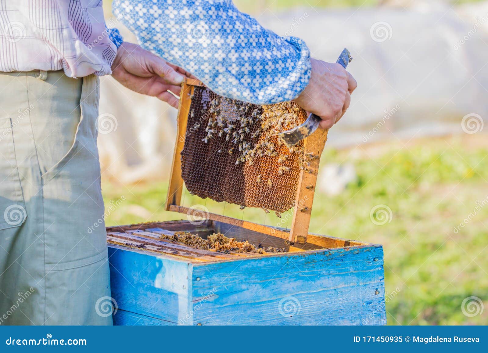 Beekeeper checking hive stock image. Image of occupation - 171450935