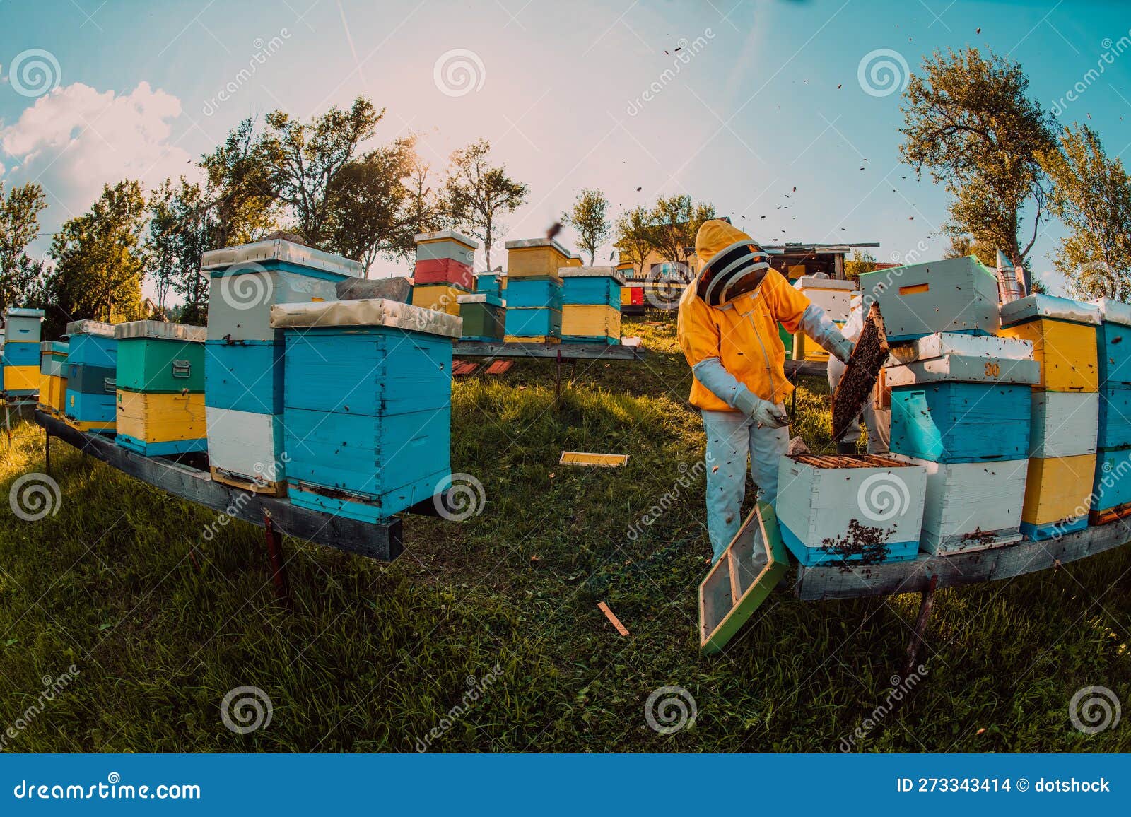 Beekeeper Checking Honey on the Beehive Frame in the Field. Beekeeper ...