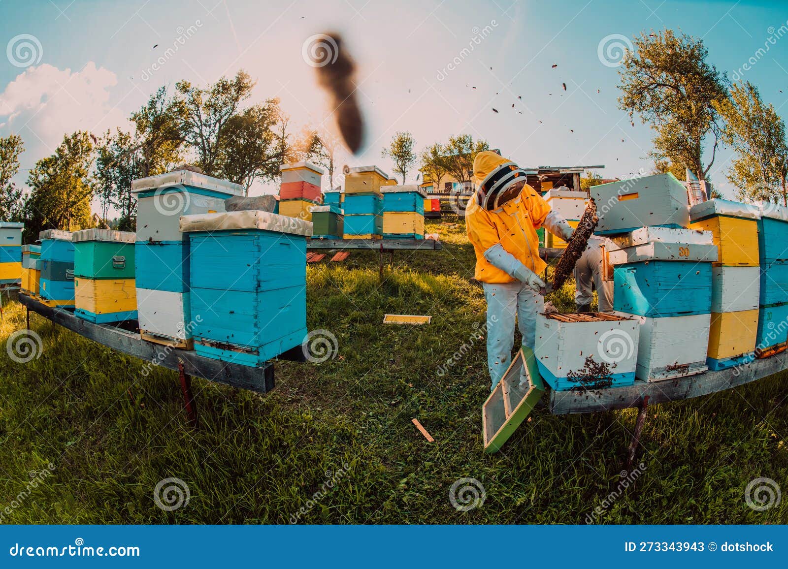 Beekeeper Checking Honey on the Beehive Frame in the Field. Beekeeper ...