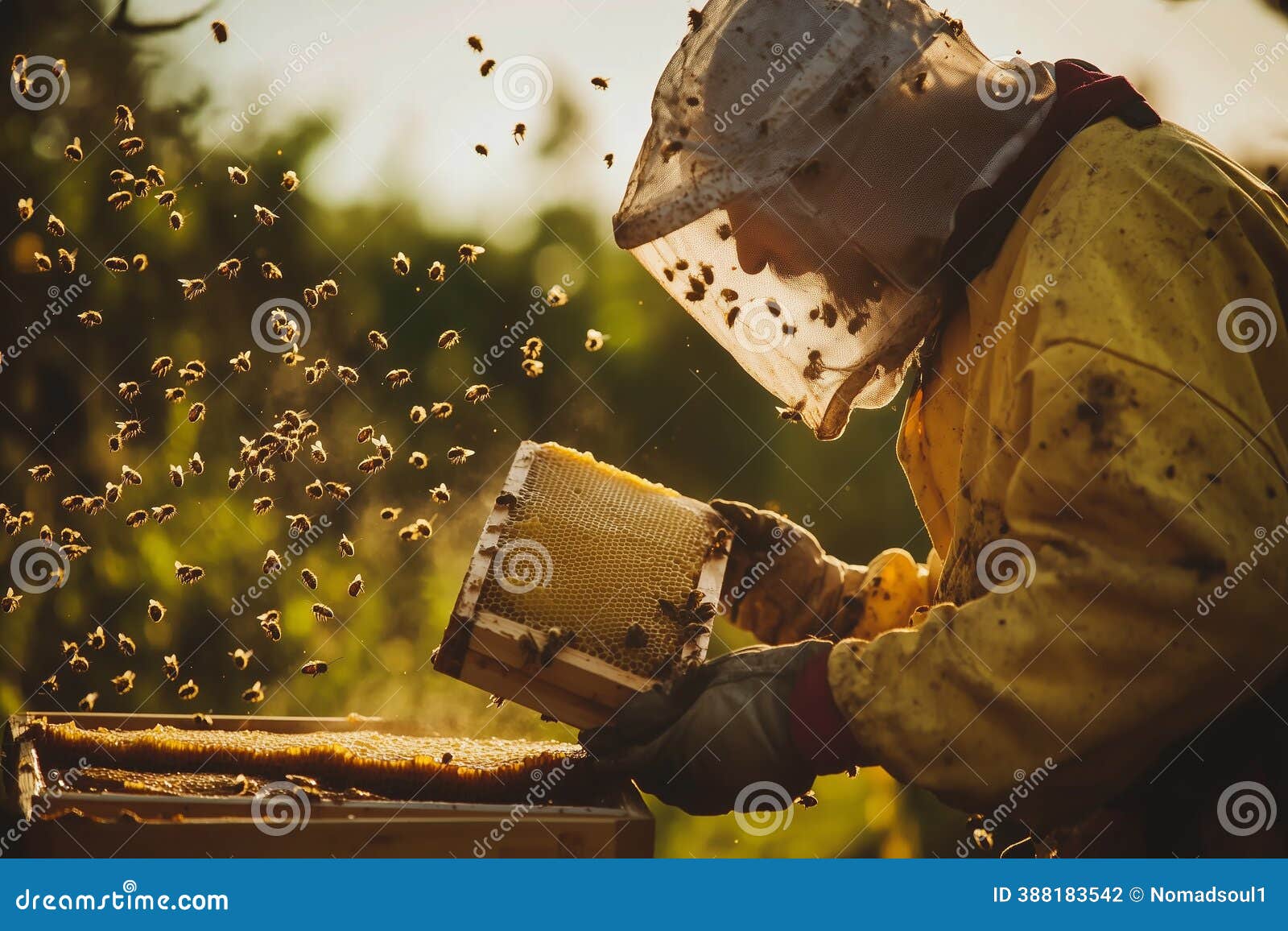 A Beekeeper Skillfully Uses A Smoker, Producing Wisps Of White Smoke To ...