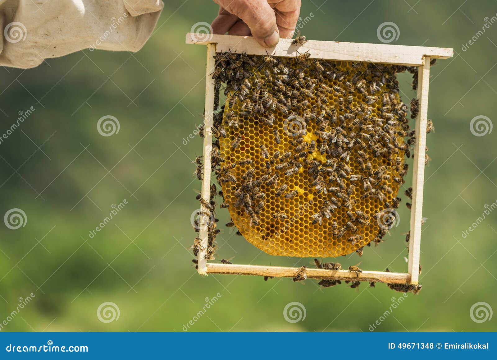 Beekeeper stock photo. Image of beehive, outdoors, beekeeper - 49671348