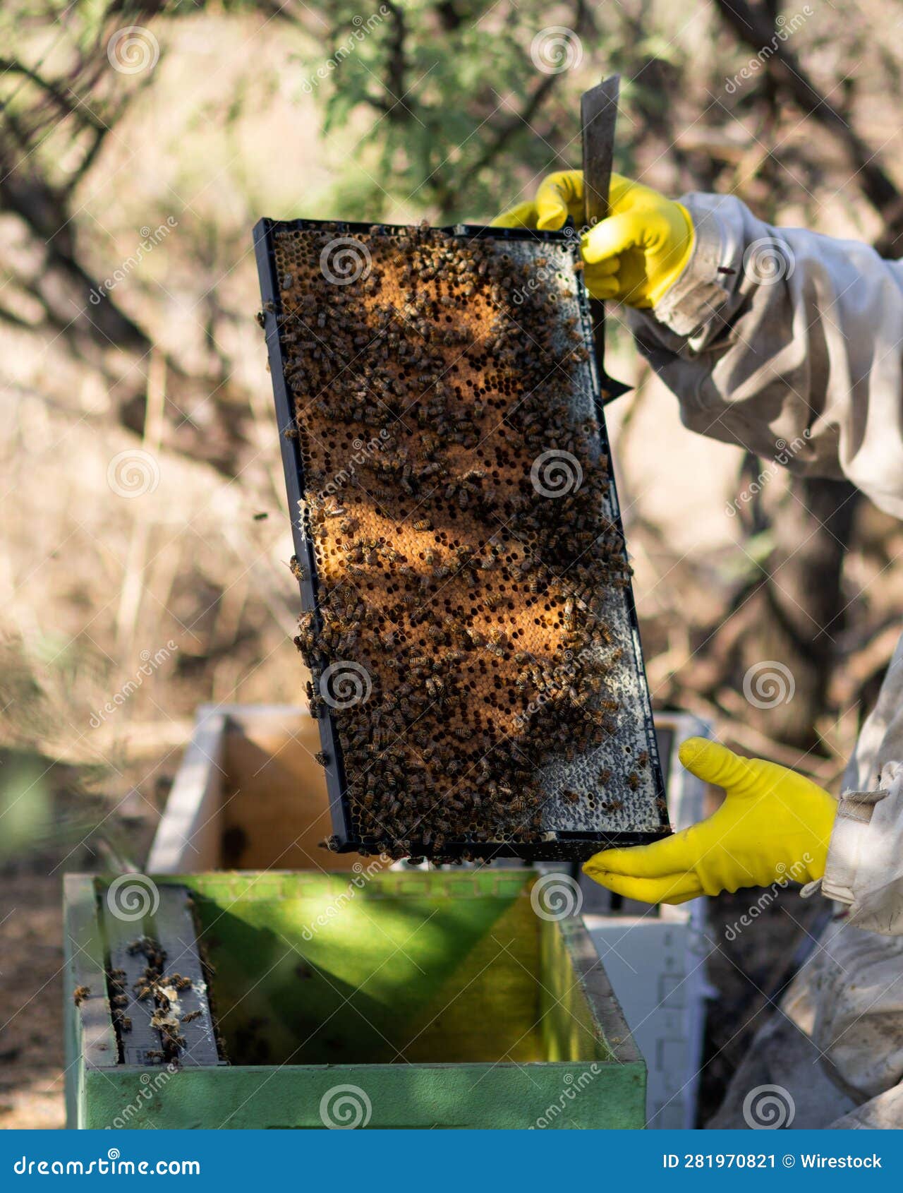 A Beekeeper is Checking Out a Hive Box Covered in Bees Stock Image ...