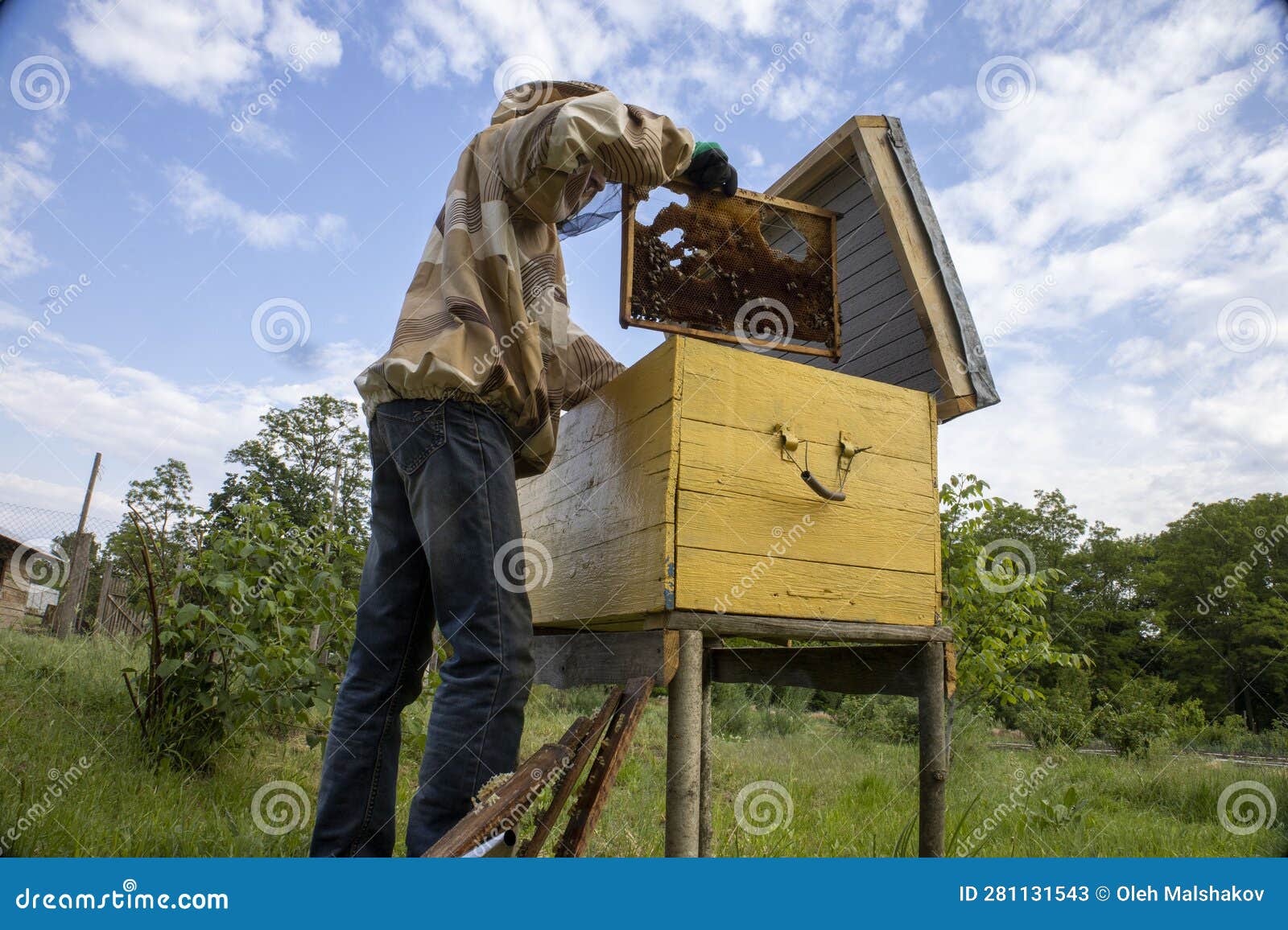A Beekeeper Checks the Bees in the Hive Editorial Stock Photo - Image ...