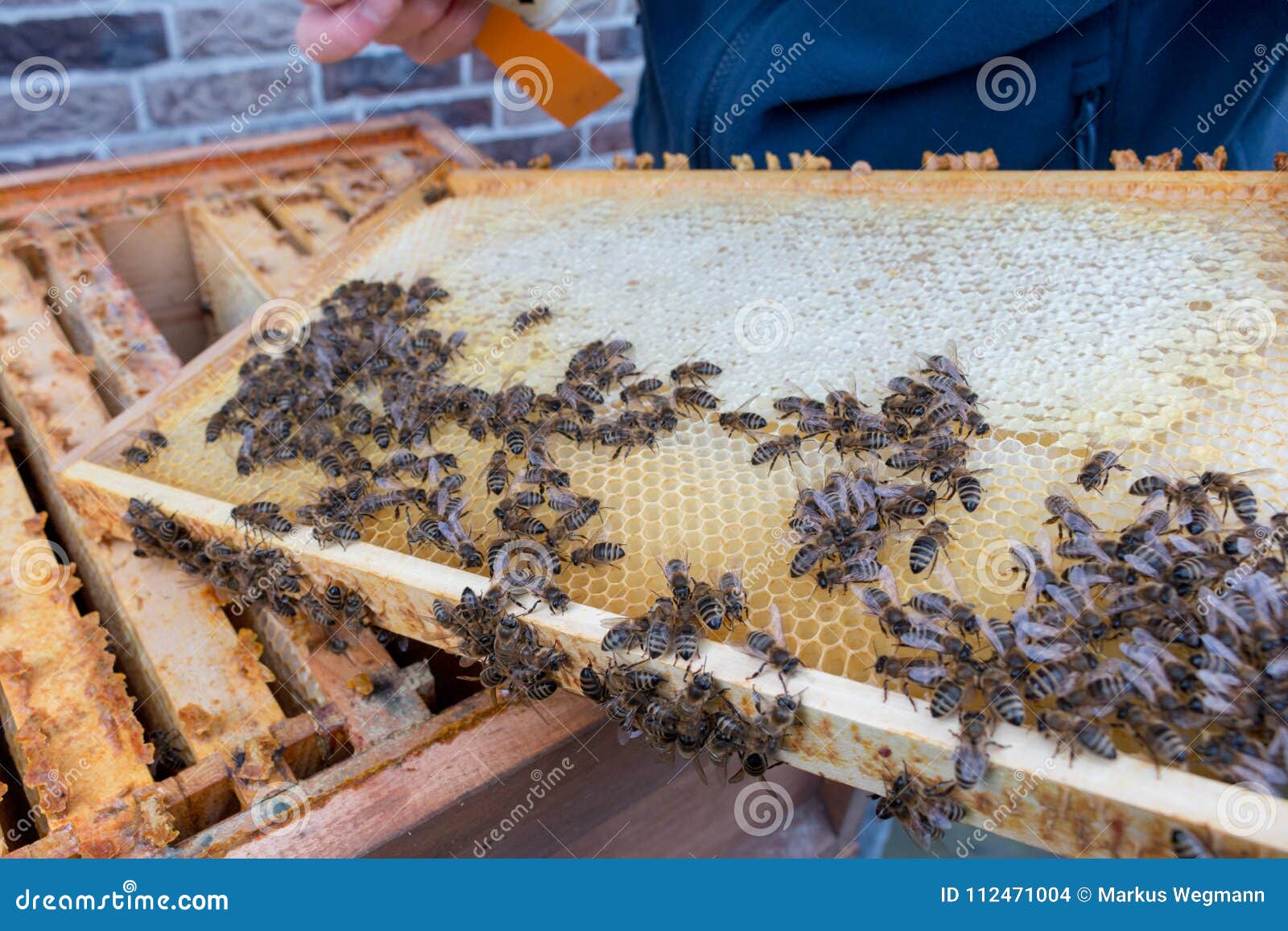 Frame of a Beehive with Open and Closed Cells of a Honeycomb and Stock ...