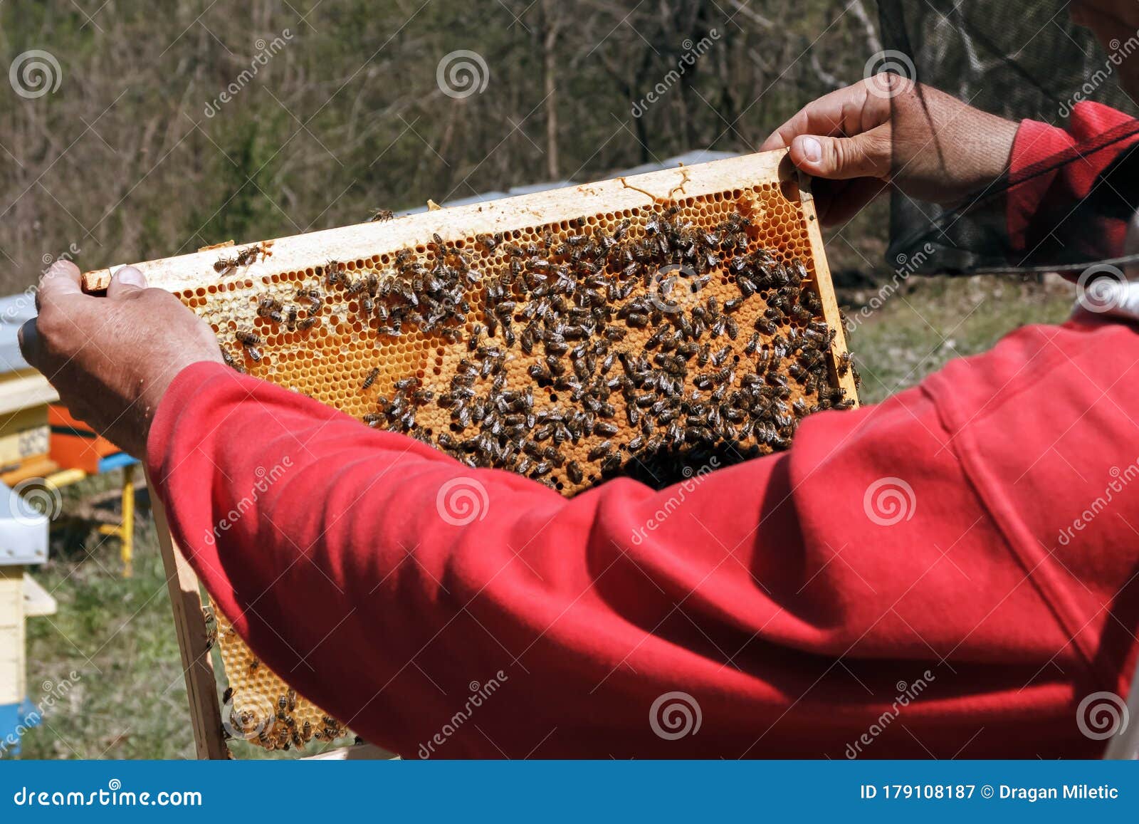 The Beekeeper Checks the Frame with the Bees Stock Image - Image of ...