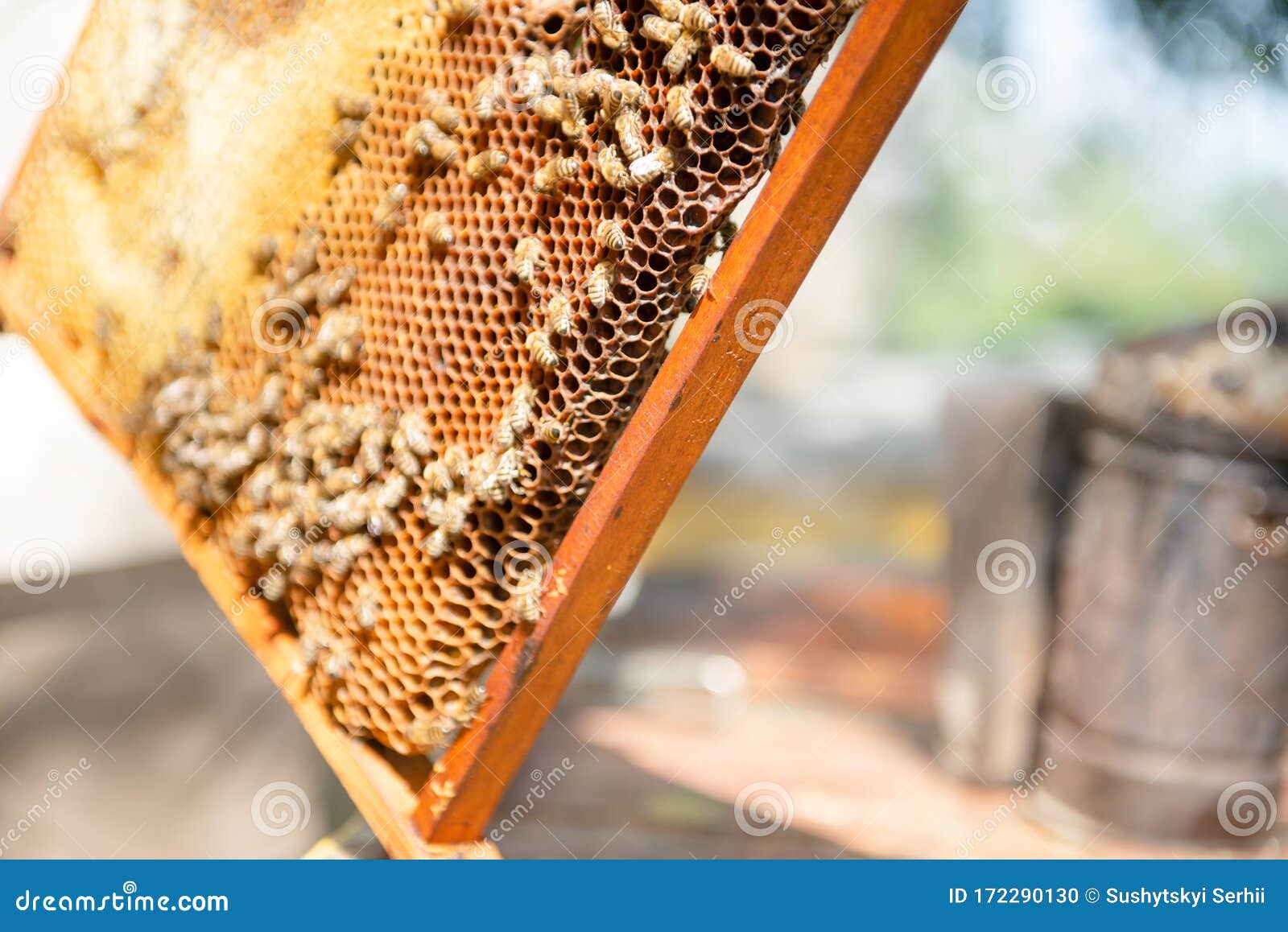 The Beekeeper Checks the Hive. Looks at Bees in the Sun. Stock Photo ...