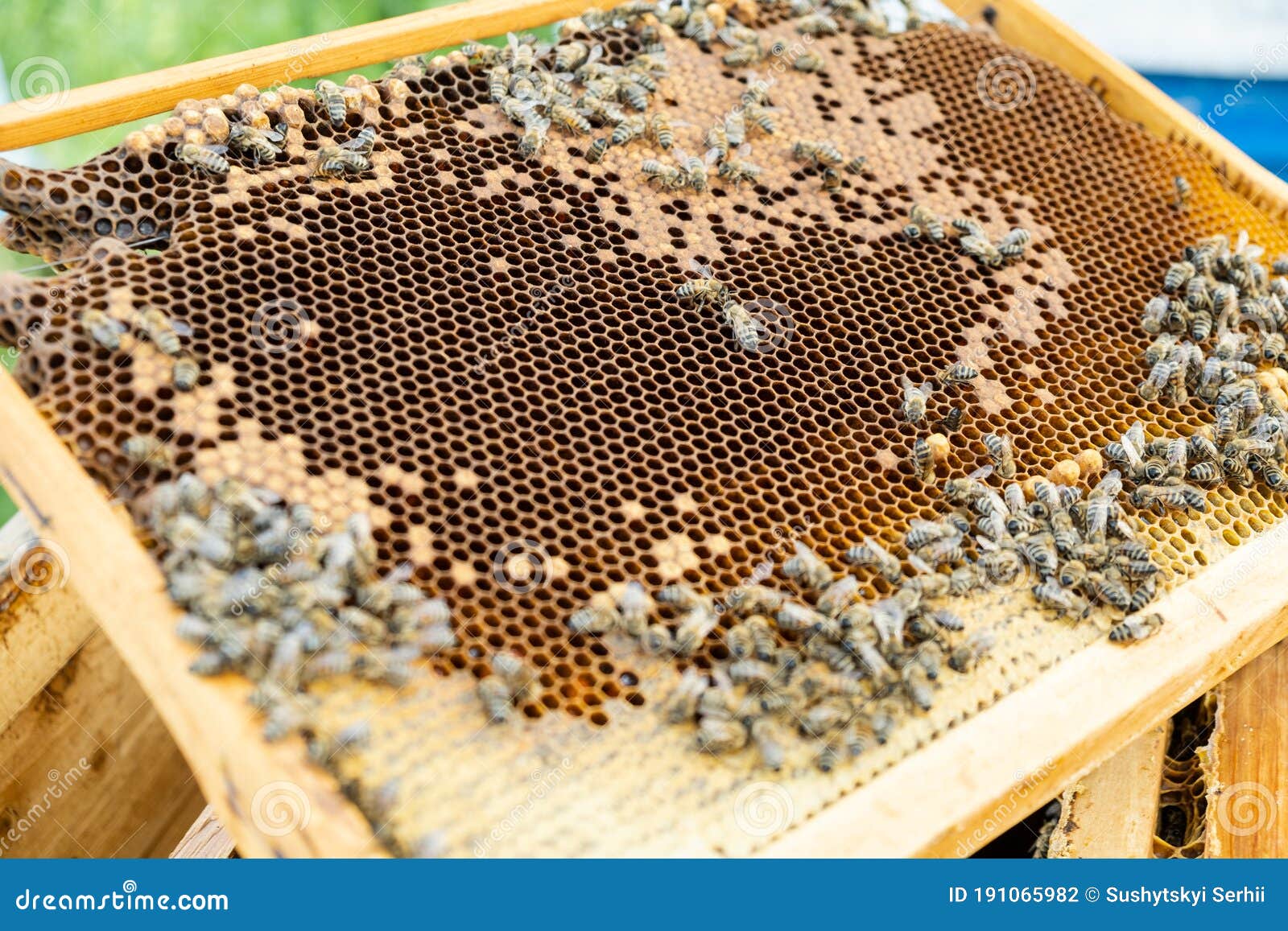 The Beekeeper Checks the Hive. Looks at Bees in the Sun. Stock Photo ...