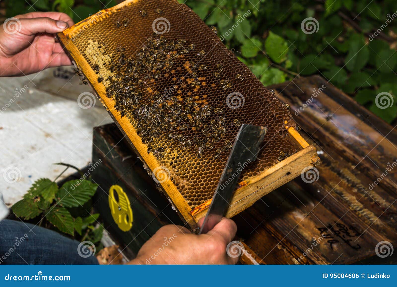 Beekeeper checks honeycomb stock photo. Image of honey - 95004606