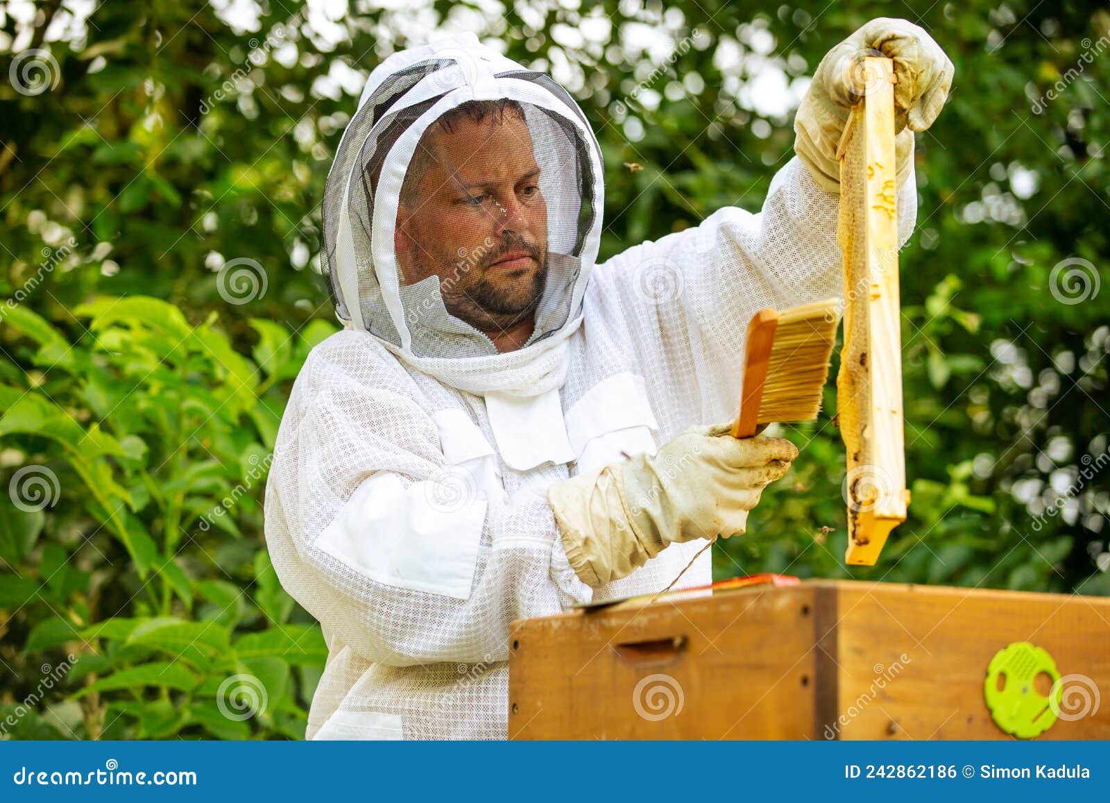 Beekeeper Cleaning a Honeycomb Full of Bees, Professional Beekeeper in ...