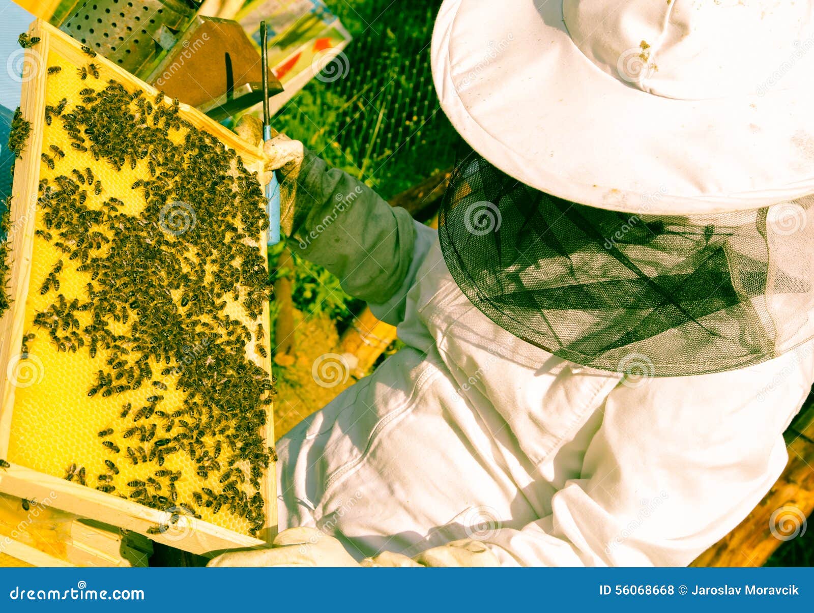 Beekeeper stock photo. Image of hive, view, beekeeper - 56068668