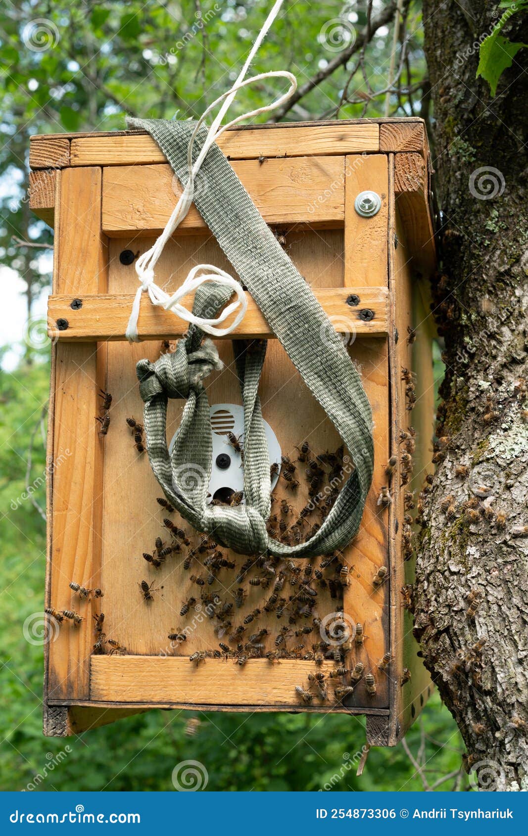 A Beekeeper Collects a Swarm of Wild Bees in a Box. Stock Photo - Image ...