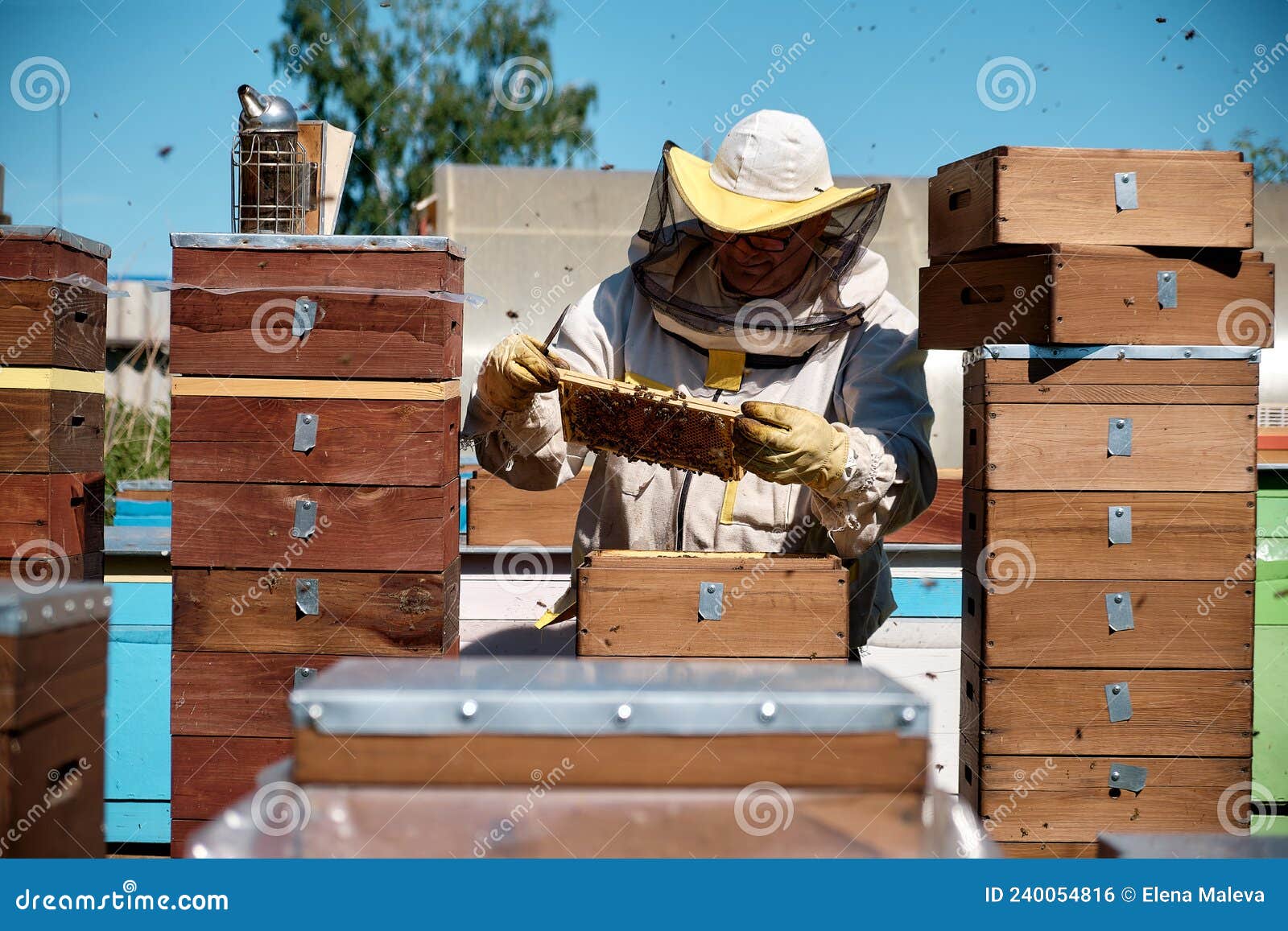 The Beekeeper Conducts a Preventive Examination of Bee Colonies ...