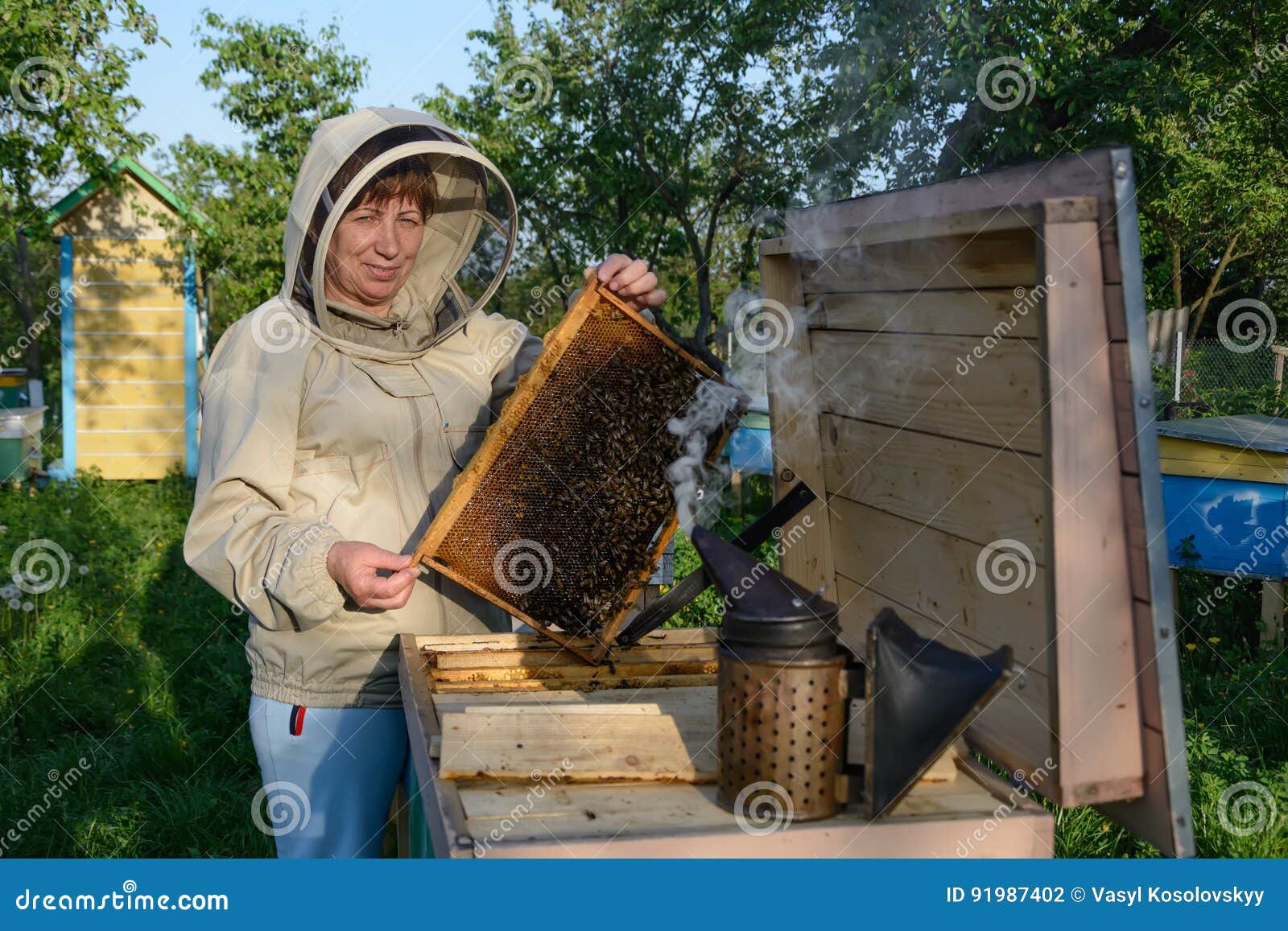 Beekeeper Controlling Beehive and Comb Frame. Apiculture. Stock Photo ...