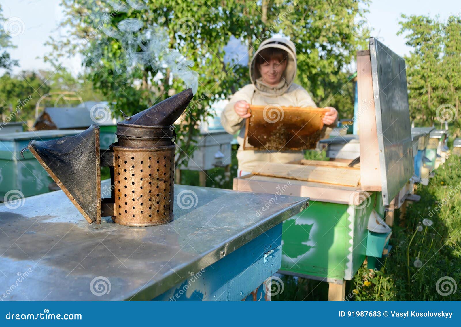 Beekeeper Controlling Beehive and Comb Frame. Apiculture. Stock Image ...