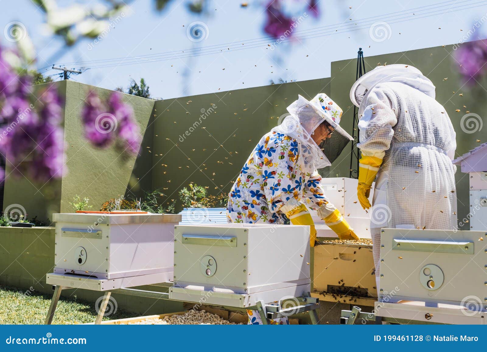 Beekeeper Controlling Beehive and Comb Frame Stock Photo - Image of ...