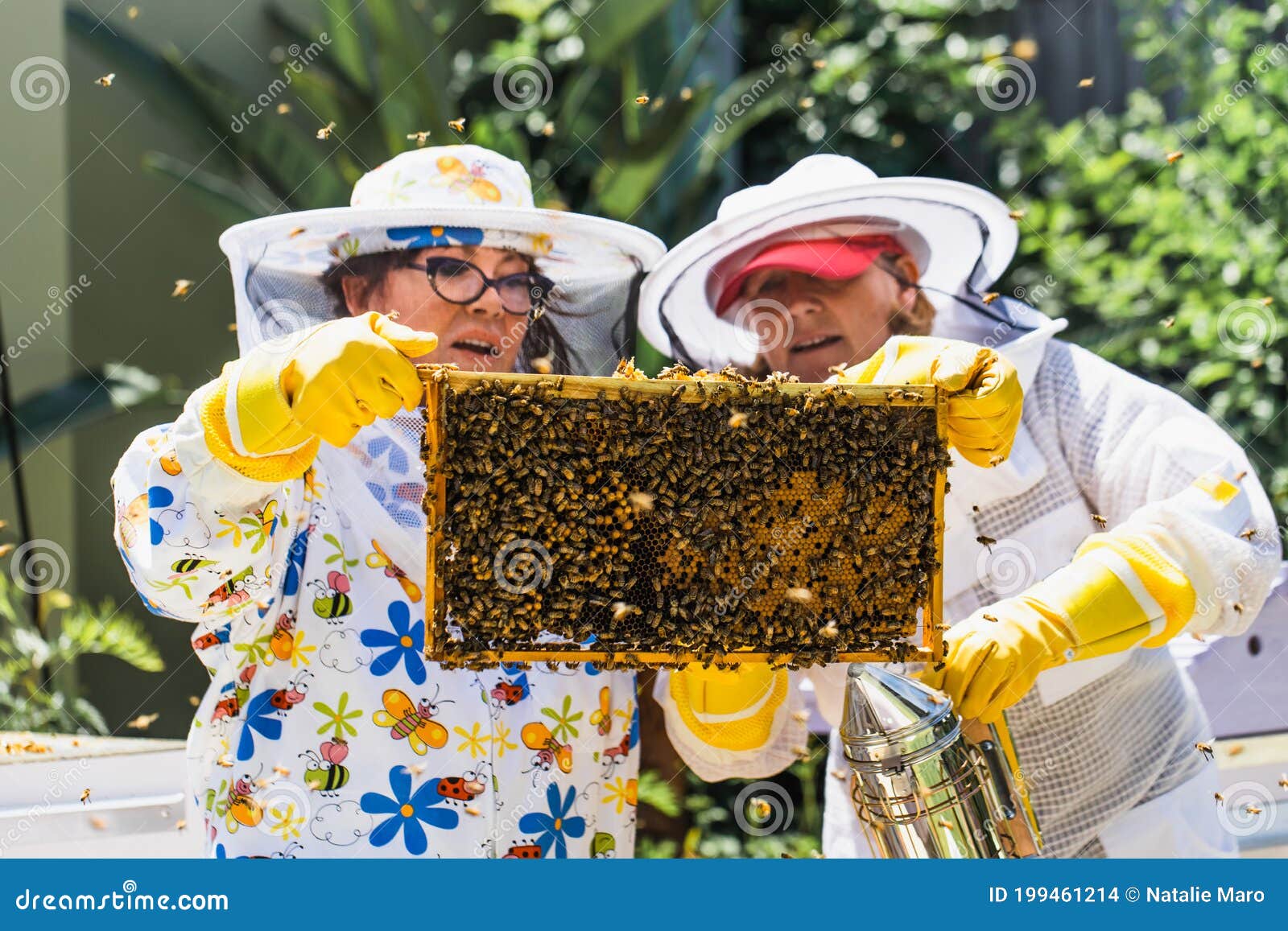 Beekeeper Controlling Beehive and Comb Frame Stock Photo - Image of ...