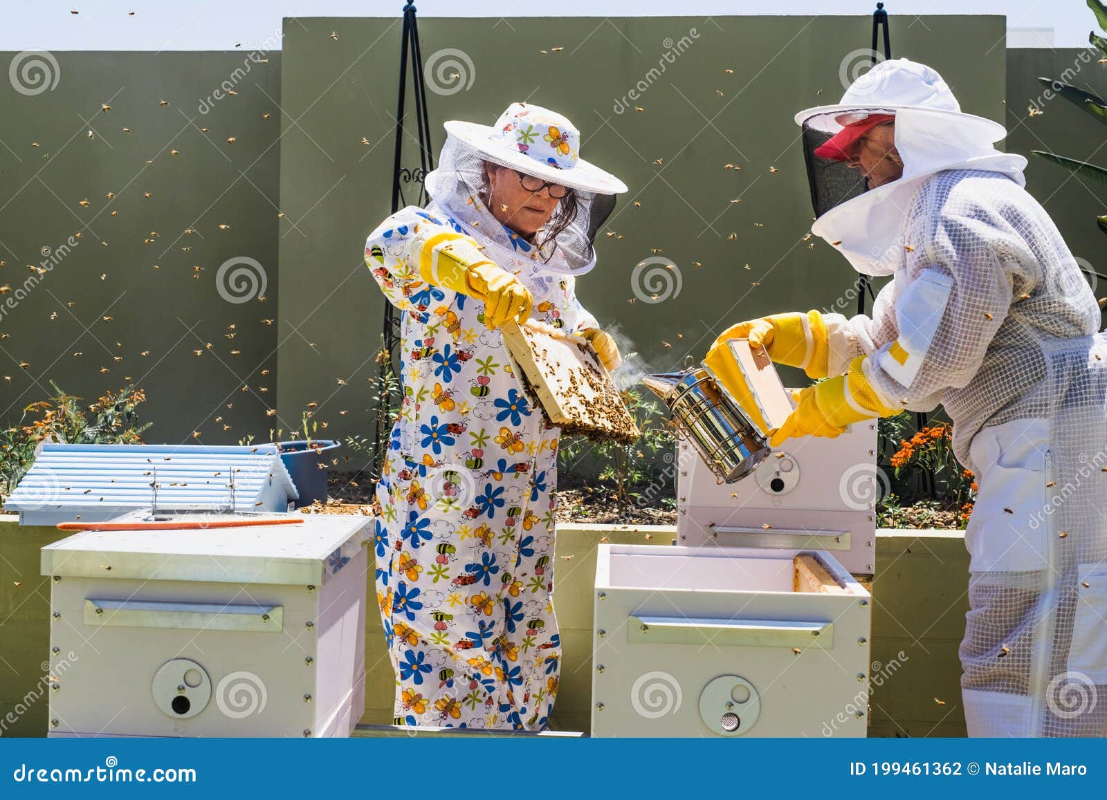 Beekeeper Controlling Beehive and Comb Frame Stock Photo - Image of ...