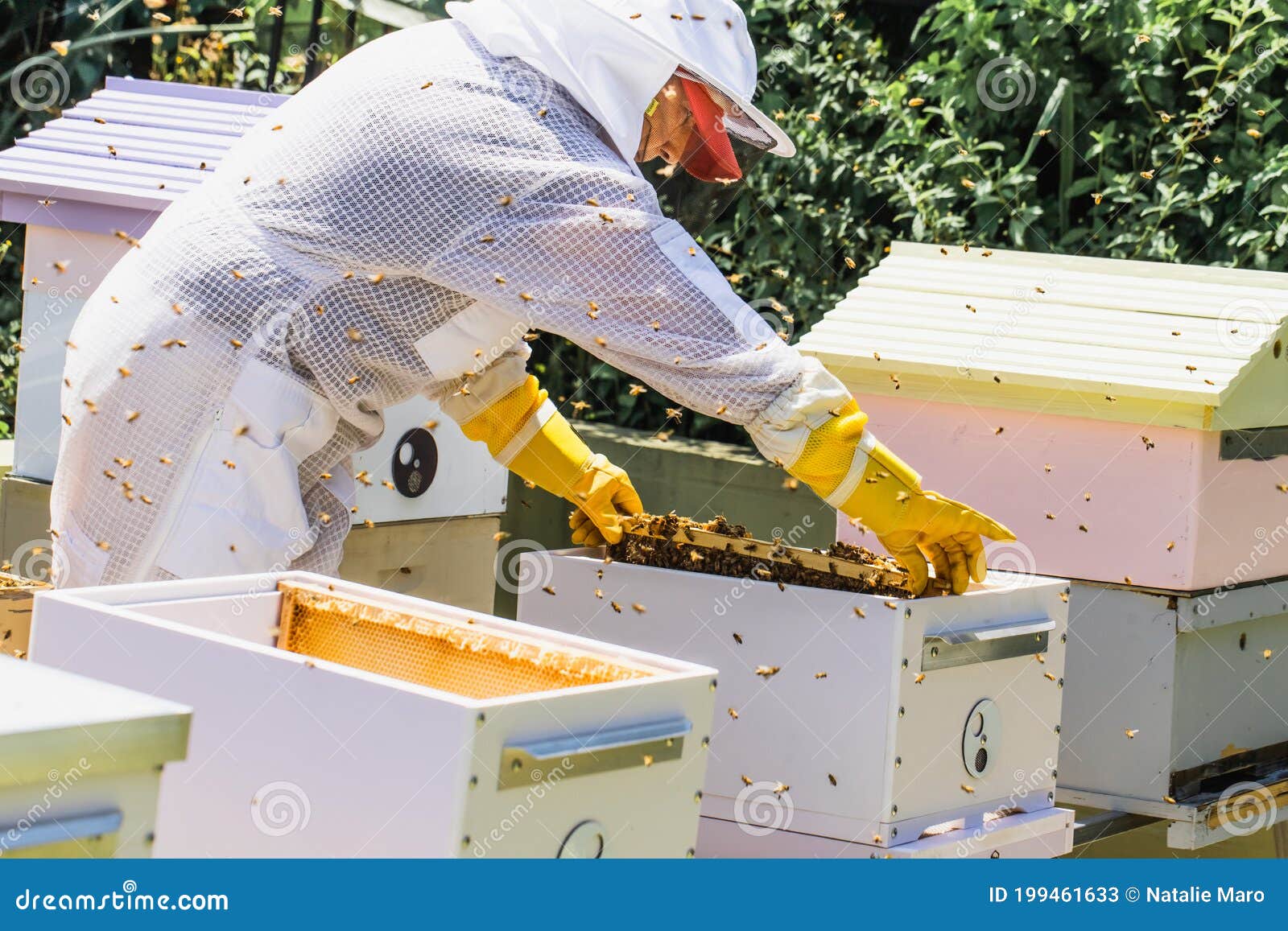 Beekeeper Controlling Beehive and Comb Frame Stock Image - Image of ...