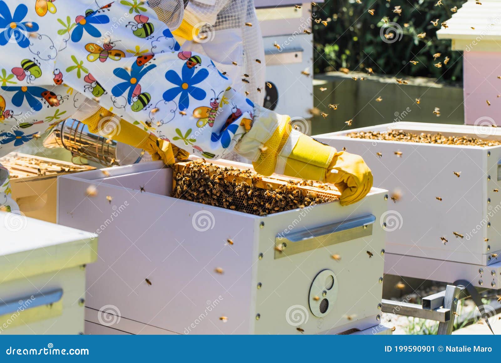 Beekeeper Controlling Beehive and Comb Frame Stock Image - Image of ...