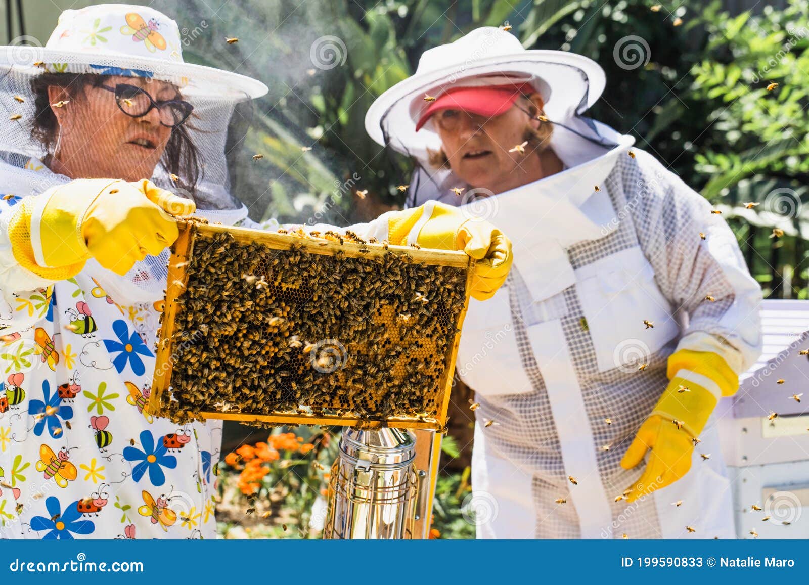 Beekeeper Controlling Beehive and Comb Frame Stock Image - Image of ...