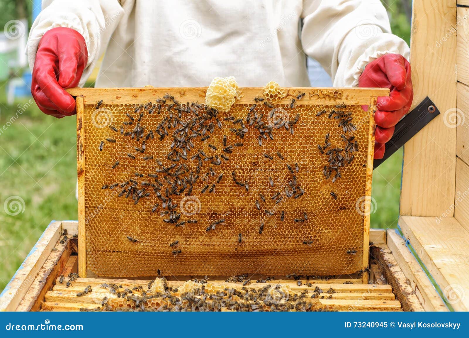 Beekeeper Controlling Comb Frame Stock Image - Image of frame ...