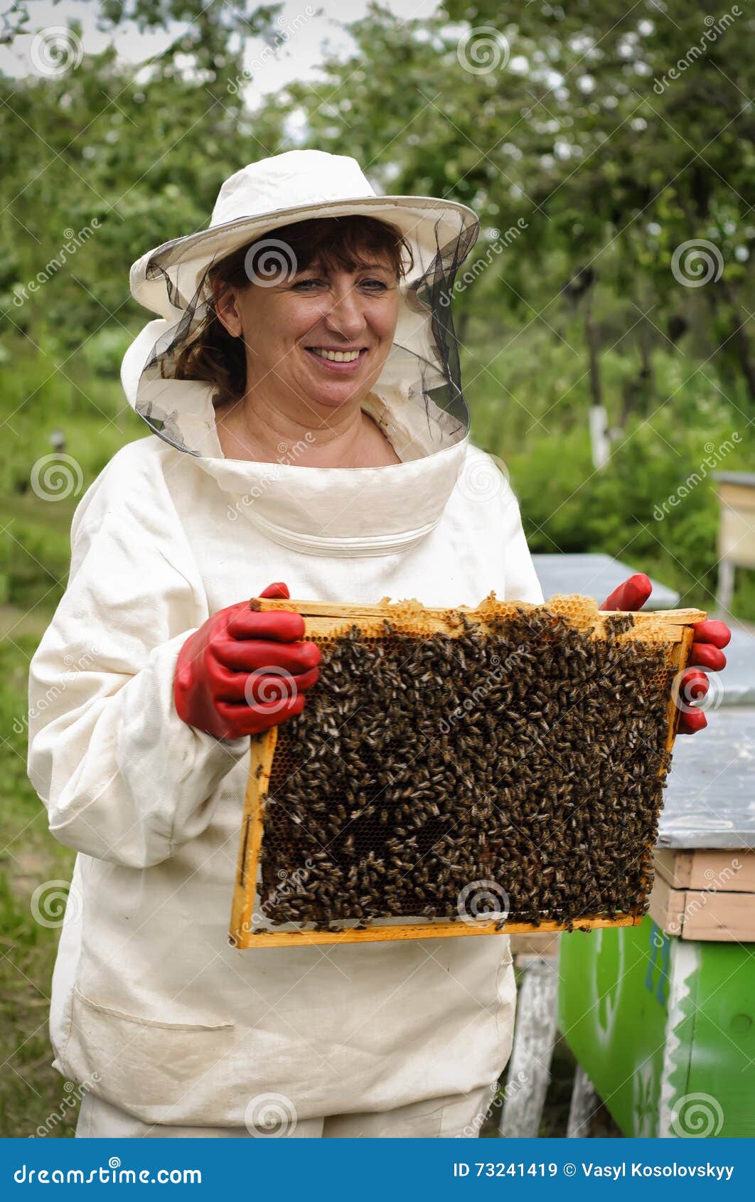 Beekeeper Controlling Comb Frame Stock Image - Image of controlling ...