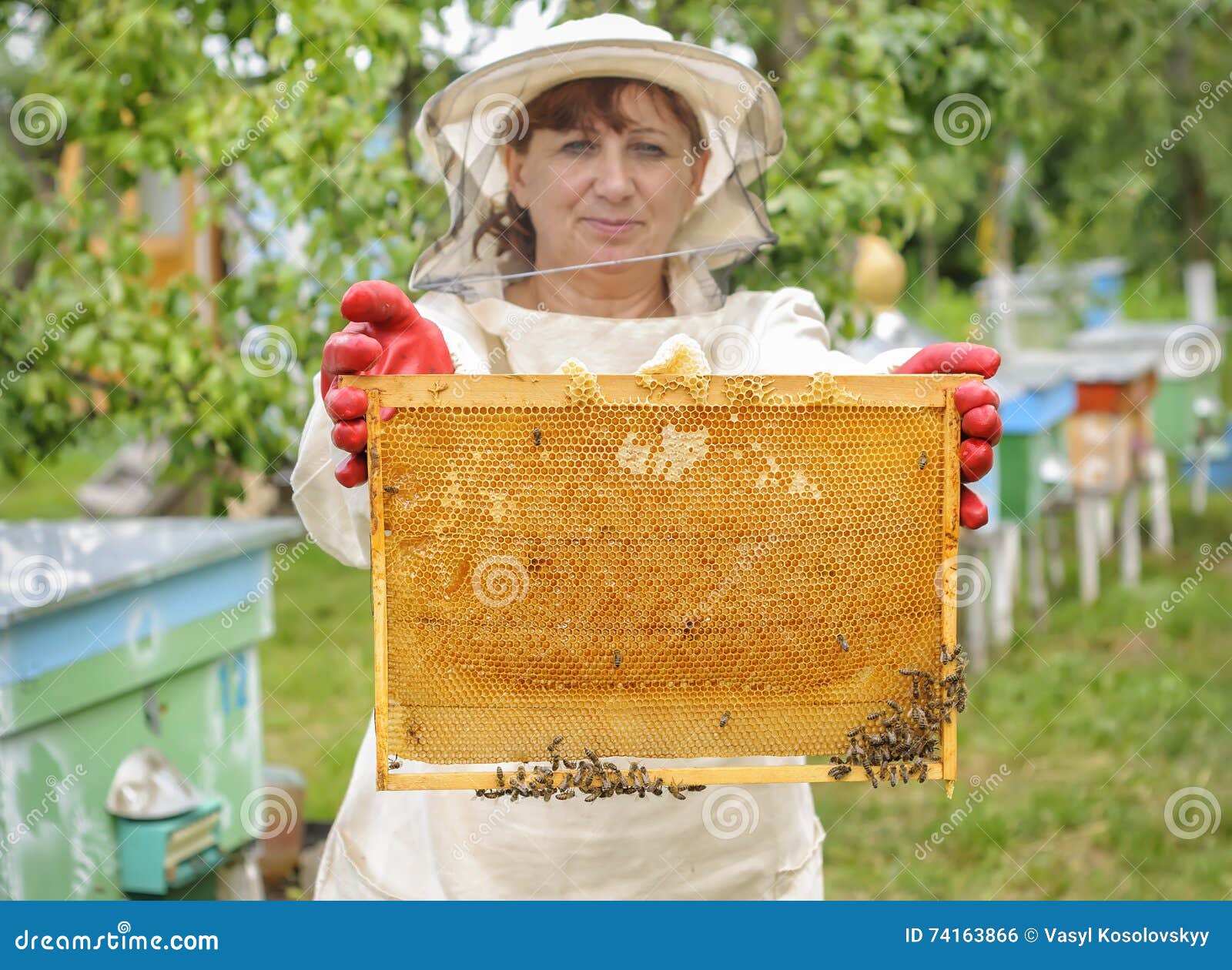 Beekeeper Controlling Comb Frame Stock Photo - Image of frame, honey ...
