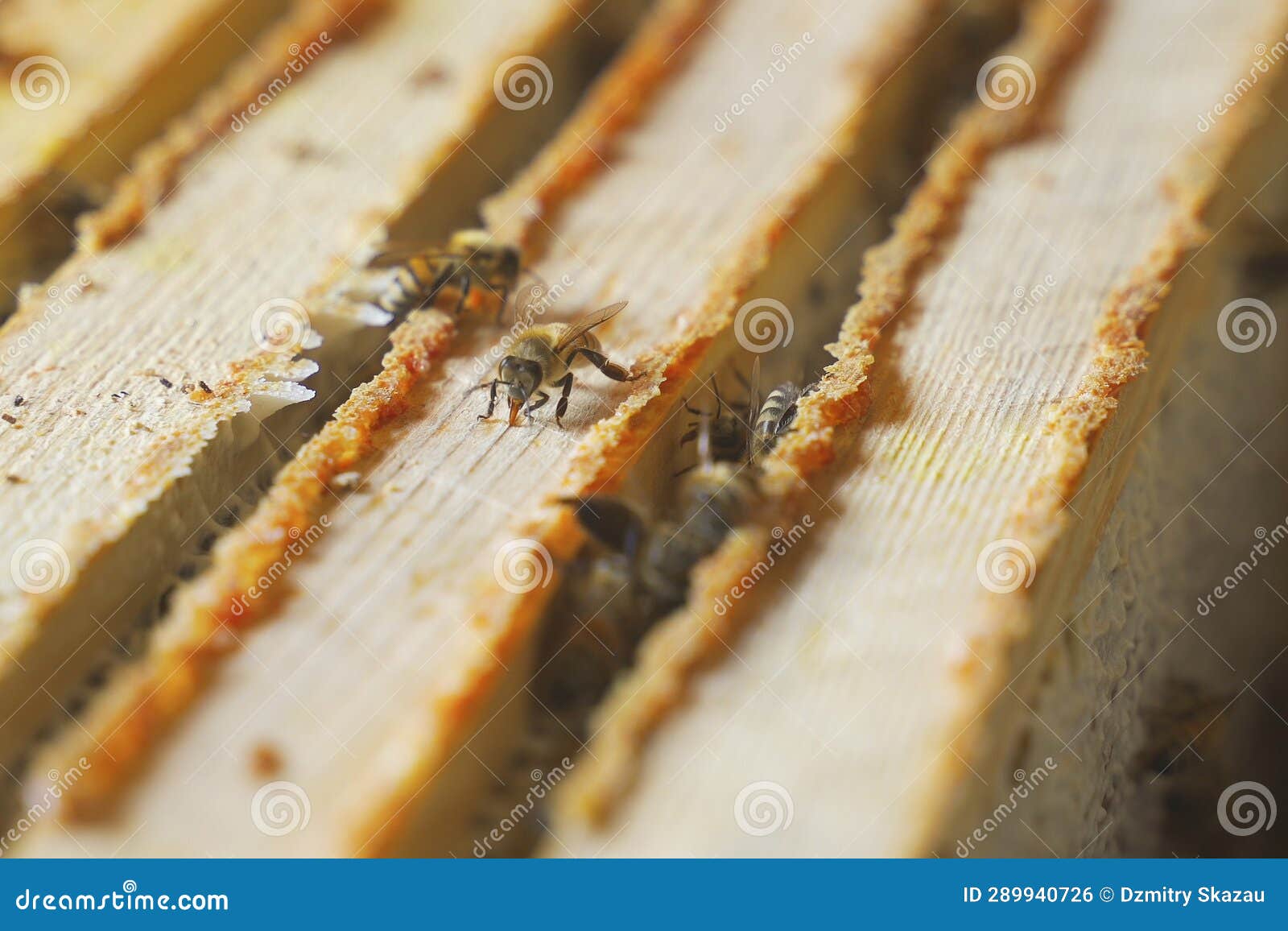 The Beekeeper Covers the Nesting Frames in the Beehive with a Cloth. Stock Photo - Image of ...