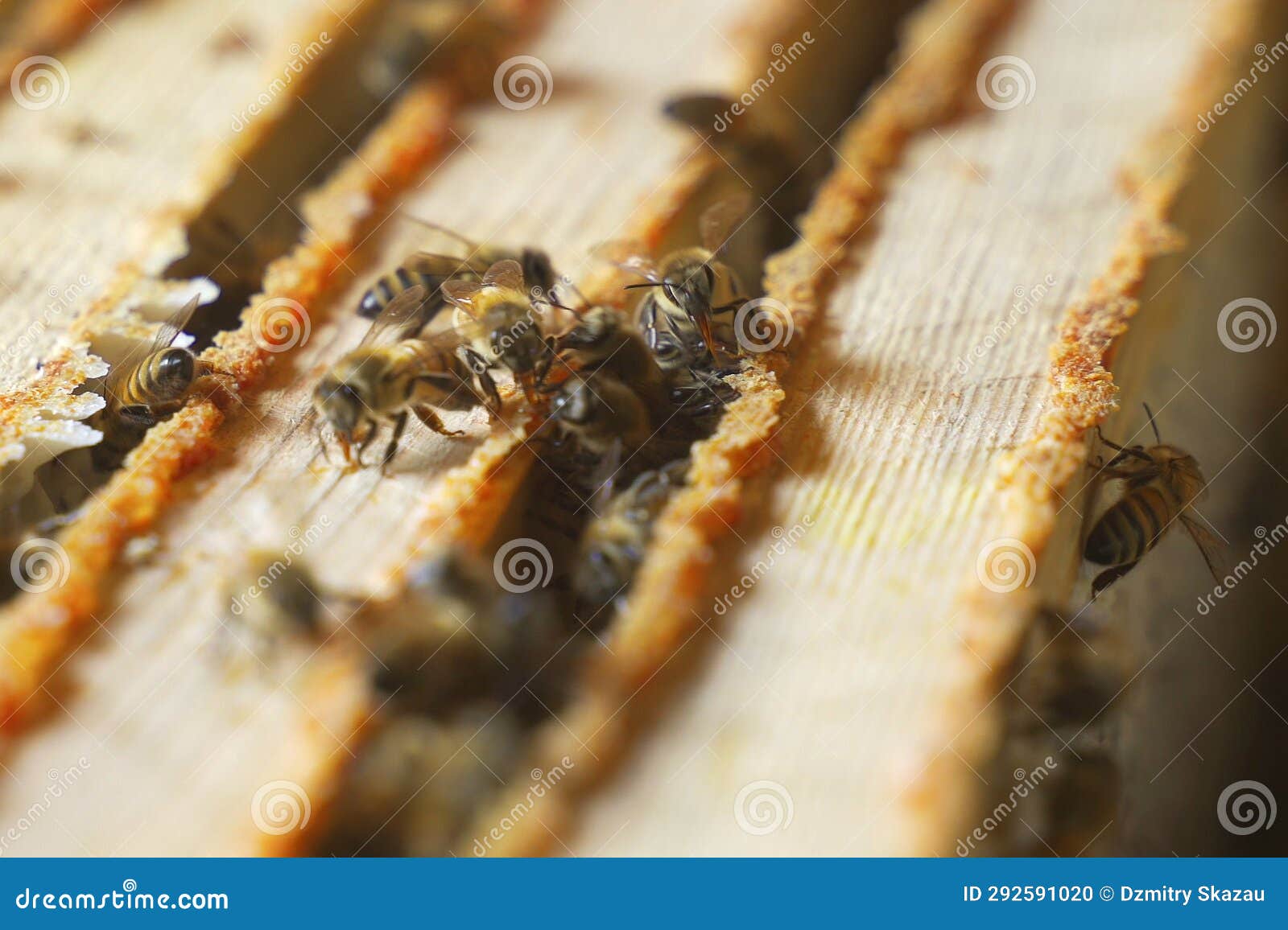 The Beekeeper Covers the Nesting Frames in the Beehive with a Cloth. Stock Photo - Image of ...