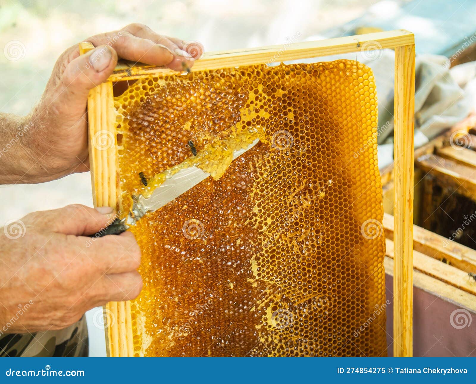 Beekeeper Cuts Off the Wax from Honeycomb Frame. Production of Fresh ...