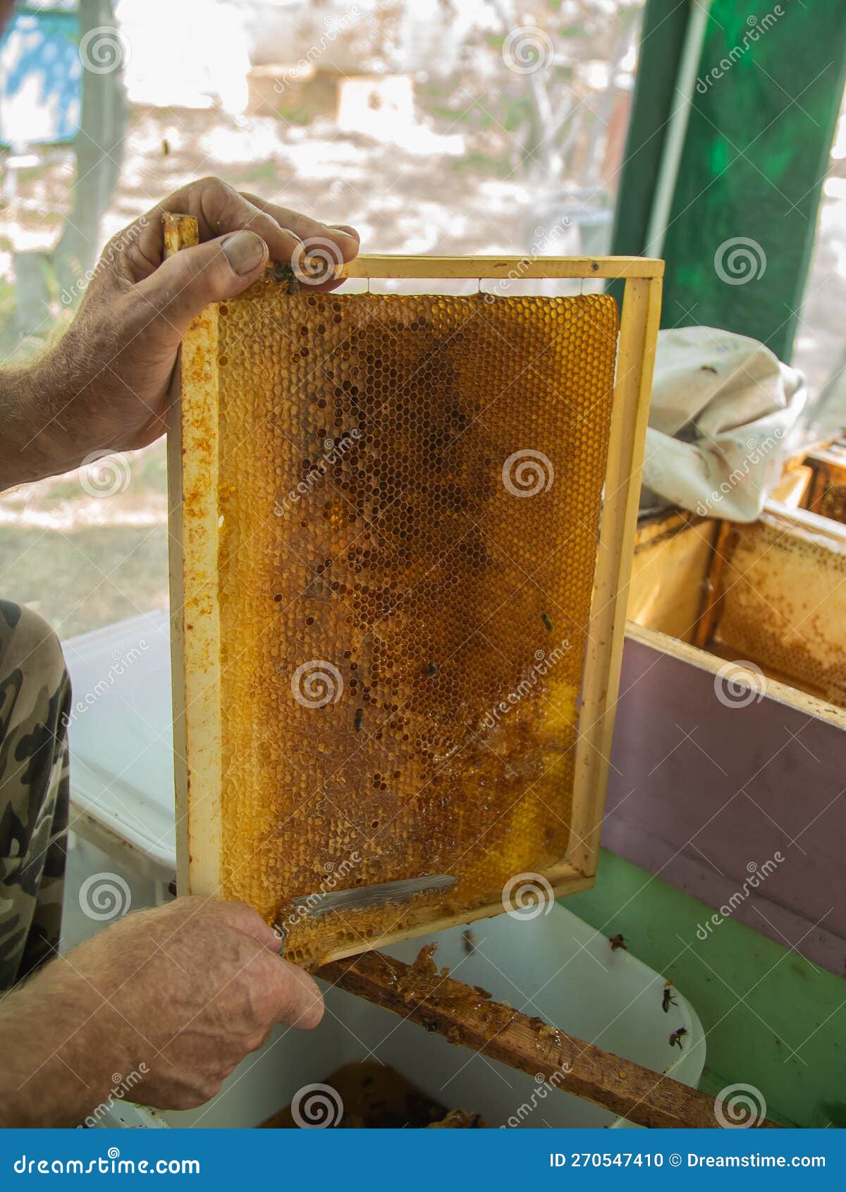 Beekeeper Cuts Off the Wax from Honeycomb Frame. Production of Fresh ... Beekeeper Cuts Off the Wax from Honeycomb Frame. Production of Fresh ...