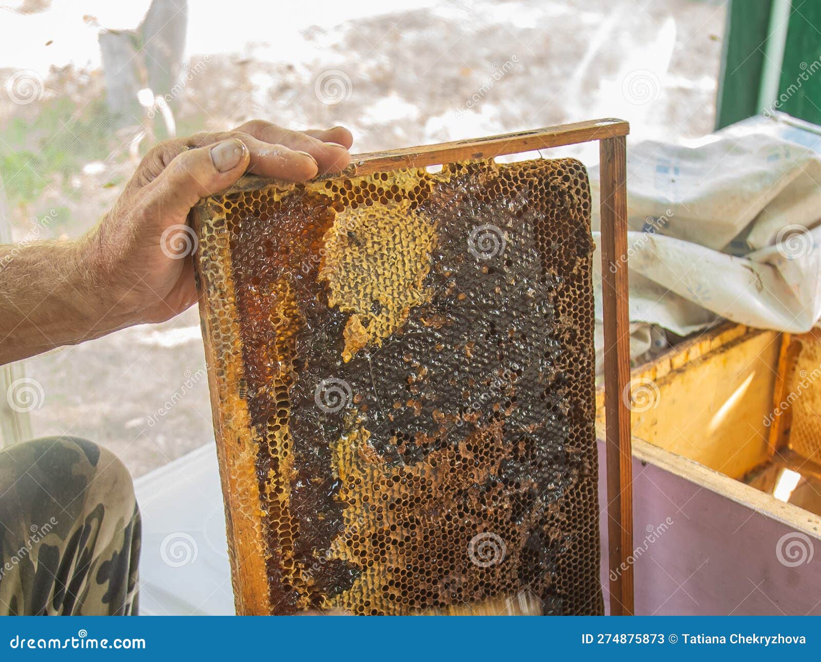 Beekeeper Cuts Off the Wax from Honeycomb Frame. Production of Fresh ... Beekeeper Cuts Off the Wax from Honeycomb Frame. Production of Fresh ...