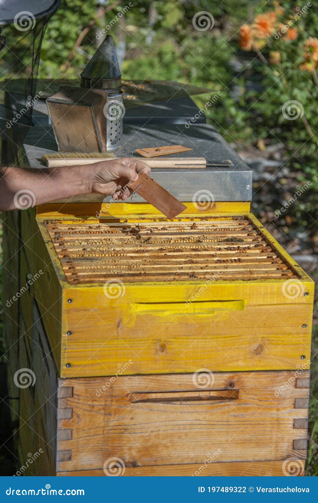 Beekeeper Doing Bee Treatment Against A Varroa Mite, Varroa Destructor ...