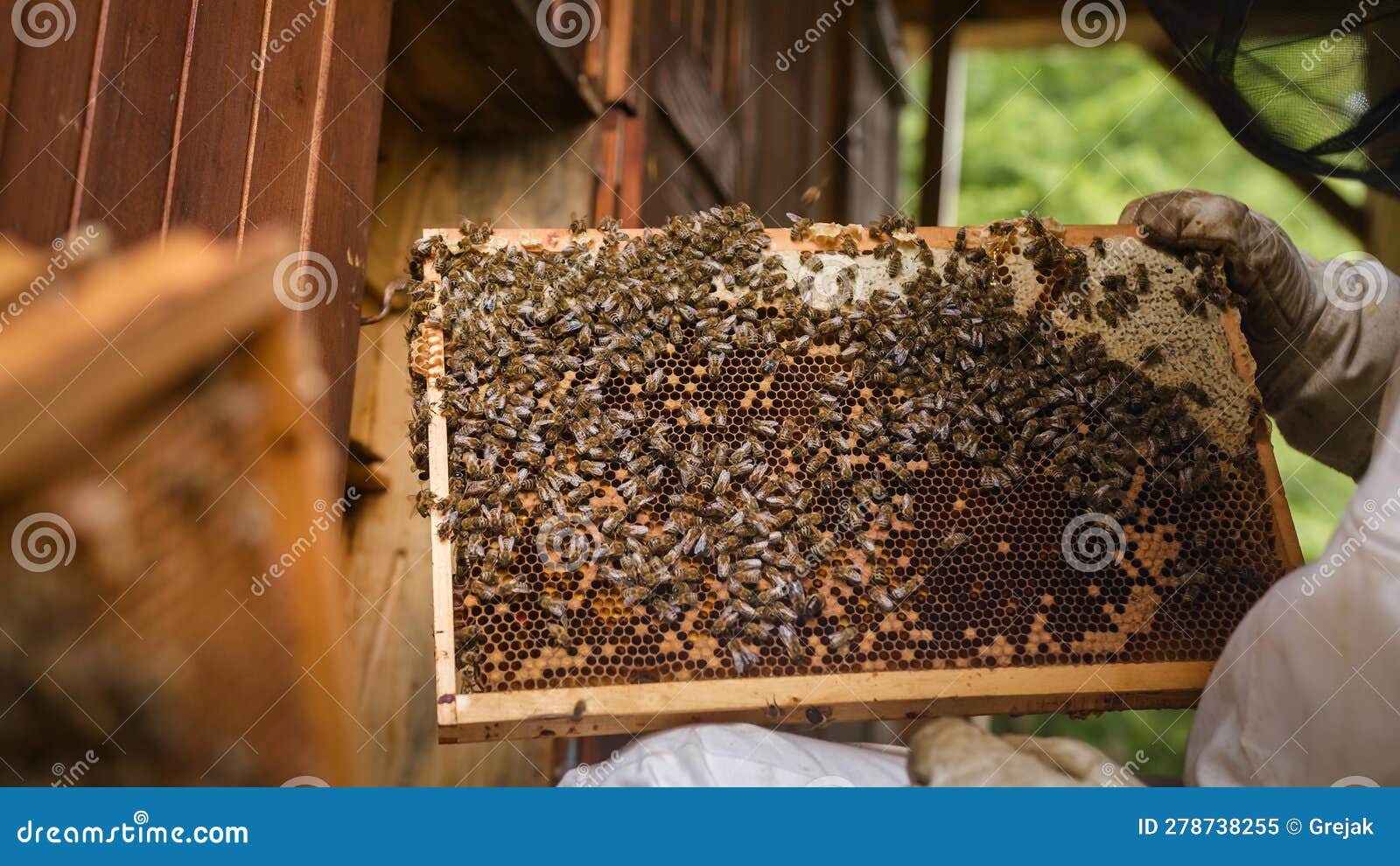 Beekeeper Doing a Hive Inspection, Checking Bees and Comb Stock Image ...
