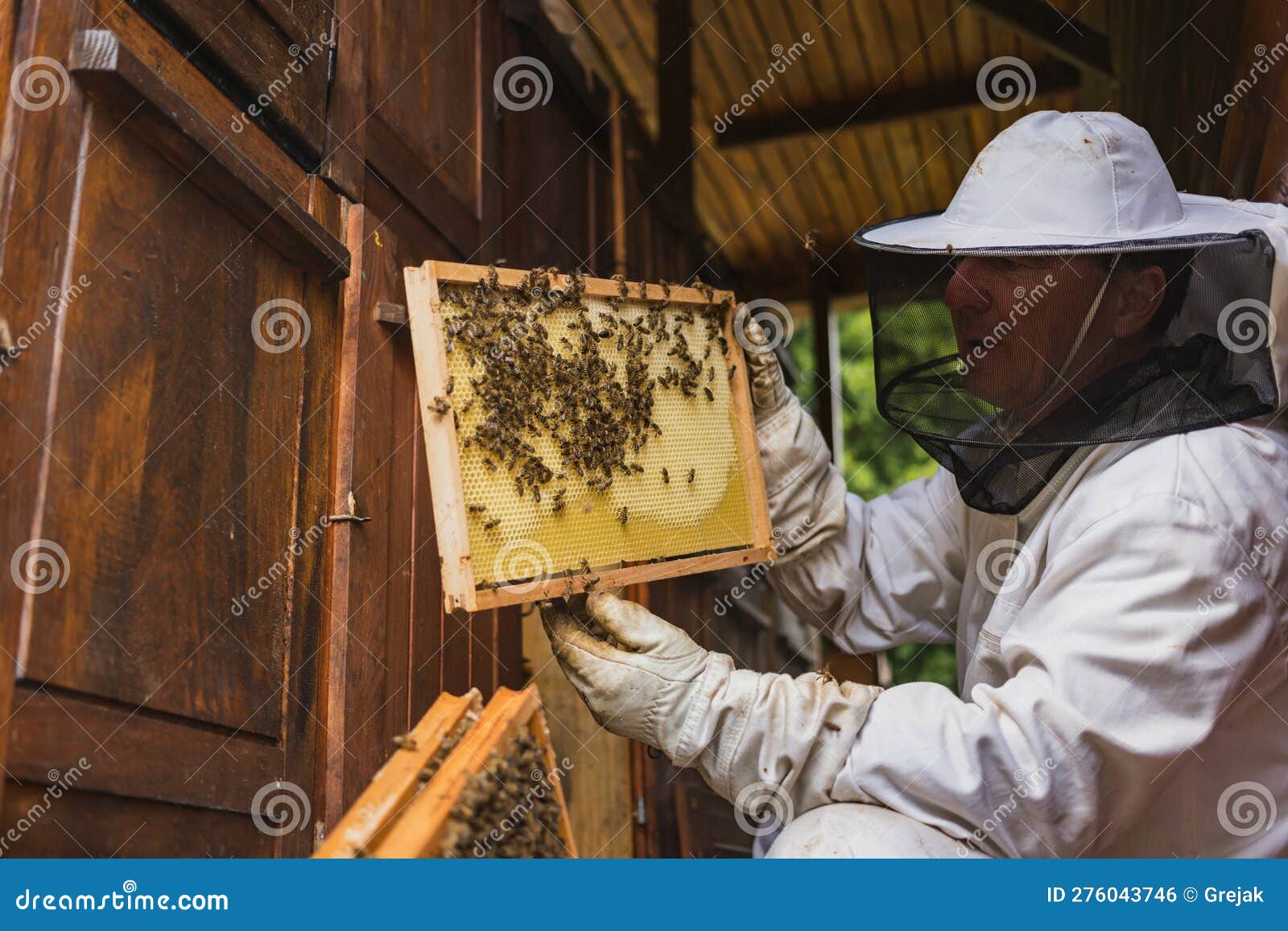Beekeeper Doing a Hive Inspection, Checking Bees and Comb Stock Photo ...