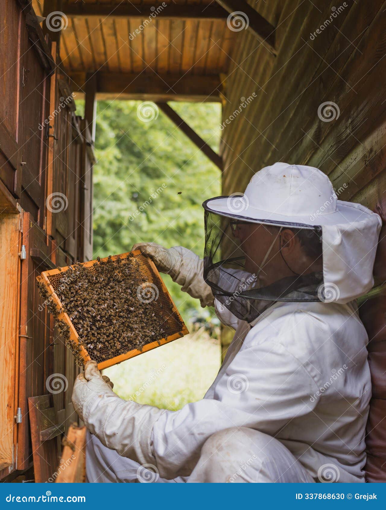 Beekeeper Doing an Inspection, Checking Brood and Honey, Side View ...
