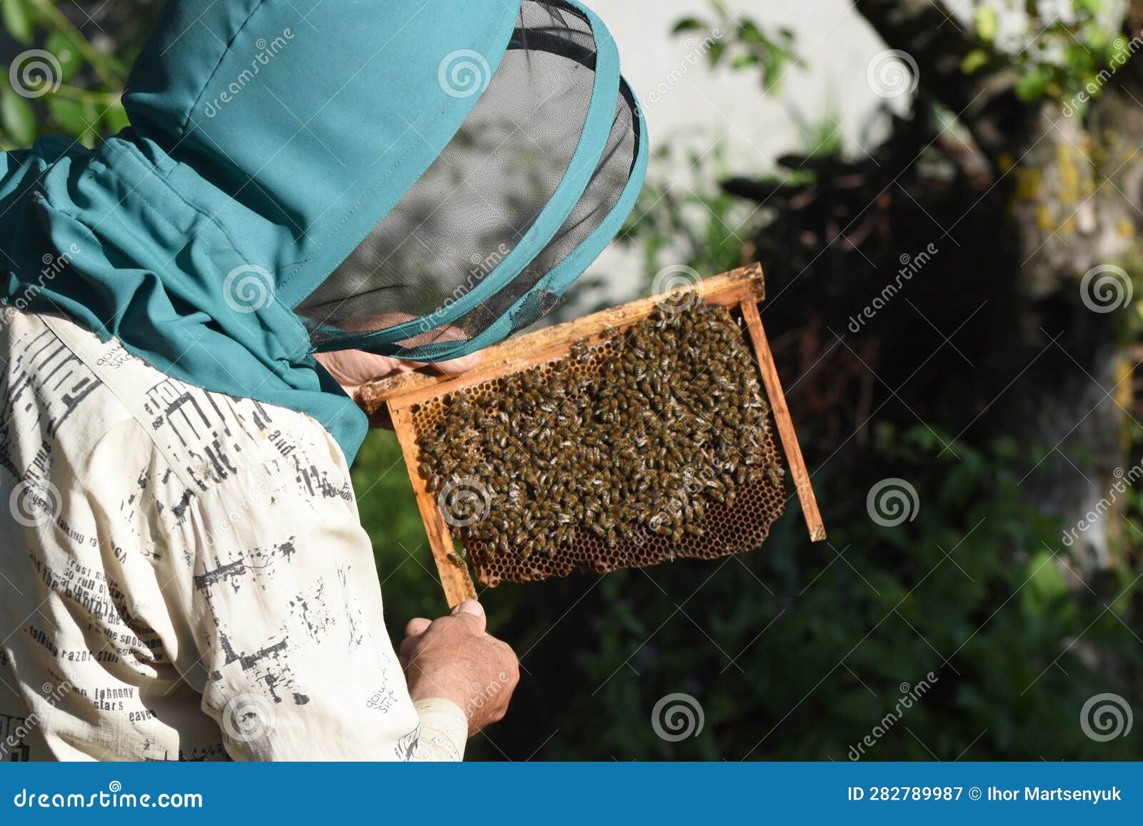 A Beekeeper Examines An Empty Hive Frame In The Afternoon Sunlight ...