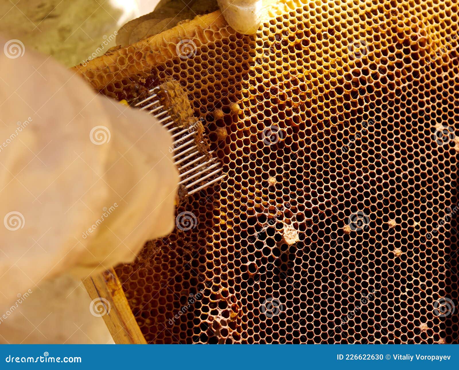 Beekeeper Extracts Mud from Honeycomb Stock Photo - Image of flower ...