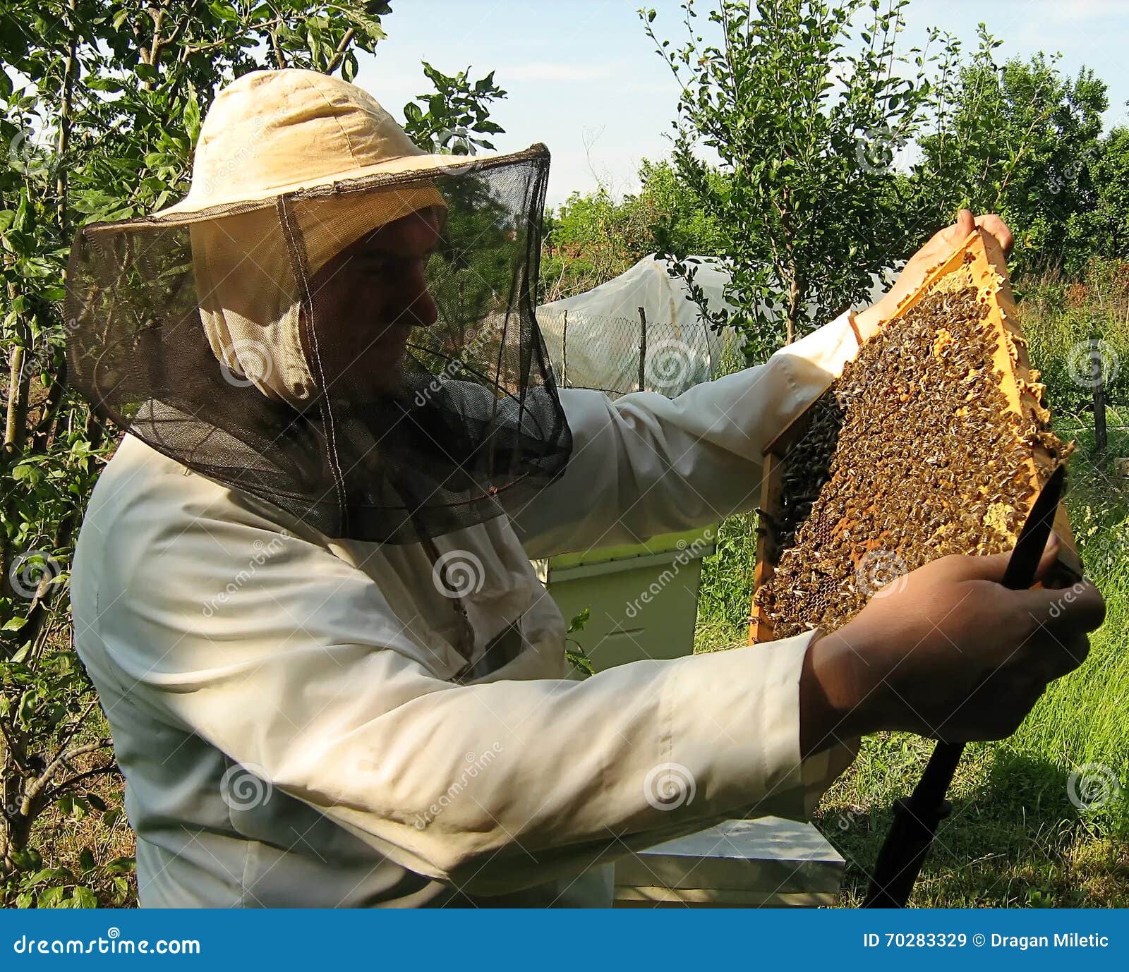 The Beekeeper and Framework with Bees Editorial Stock Image - Image of ...