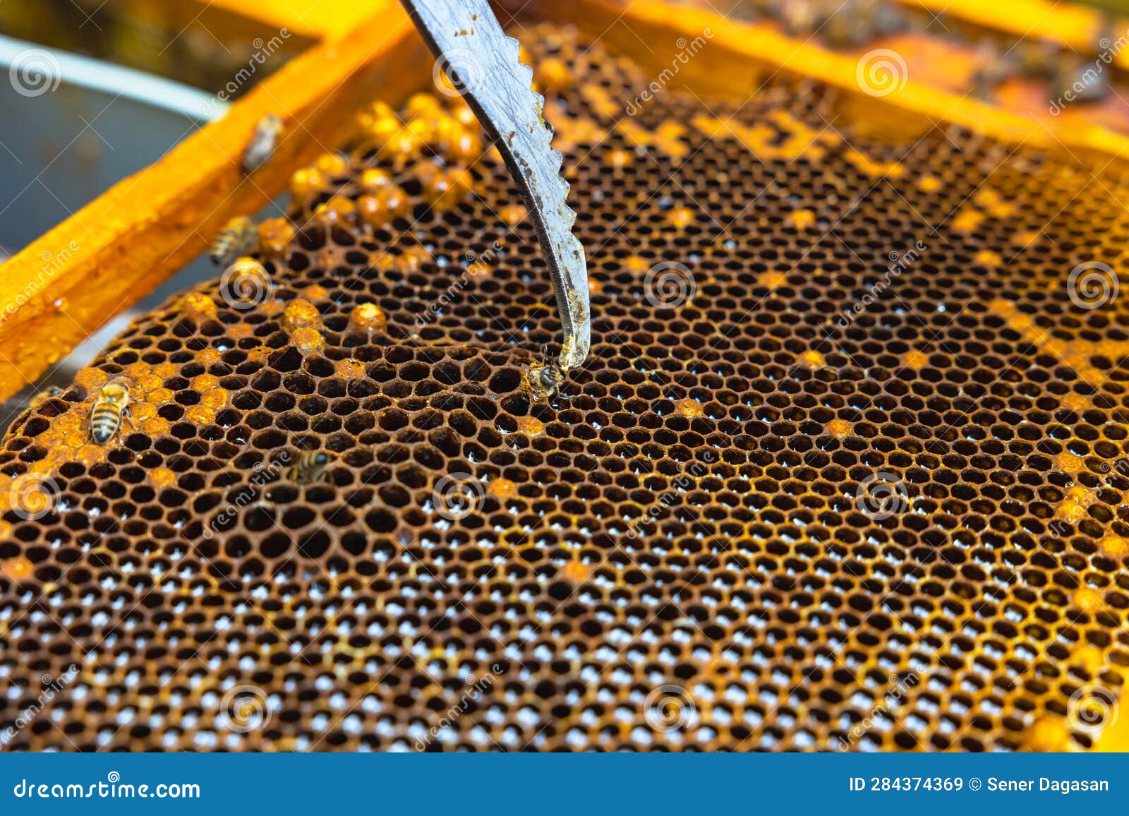 Beekeeper Helps the Birth of a Drone. Apiculture Background Photo Stock ...