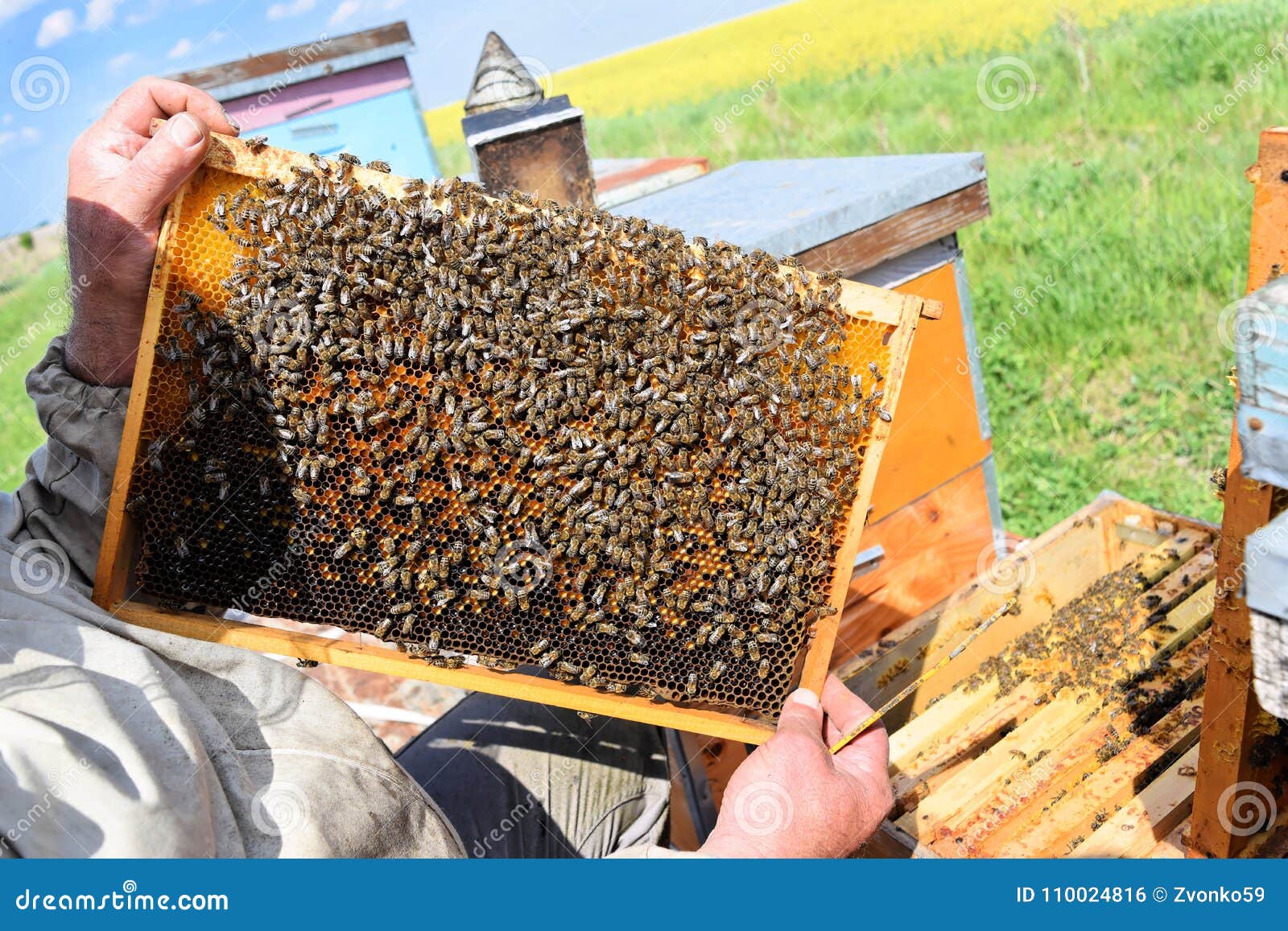 Beekeeper and His Mobile Beehives Stock Photo - Image of honeybee ...