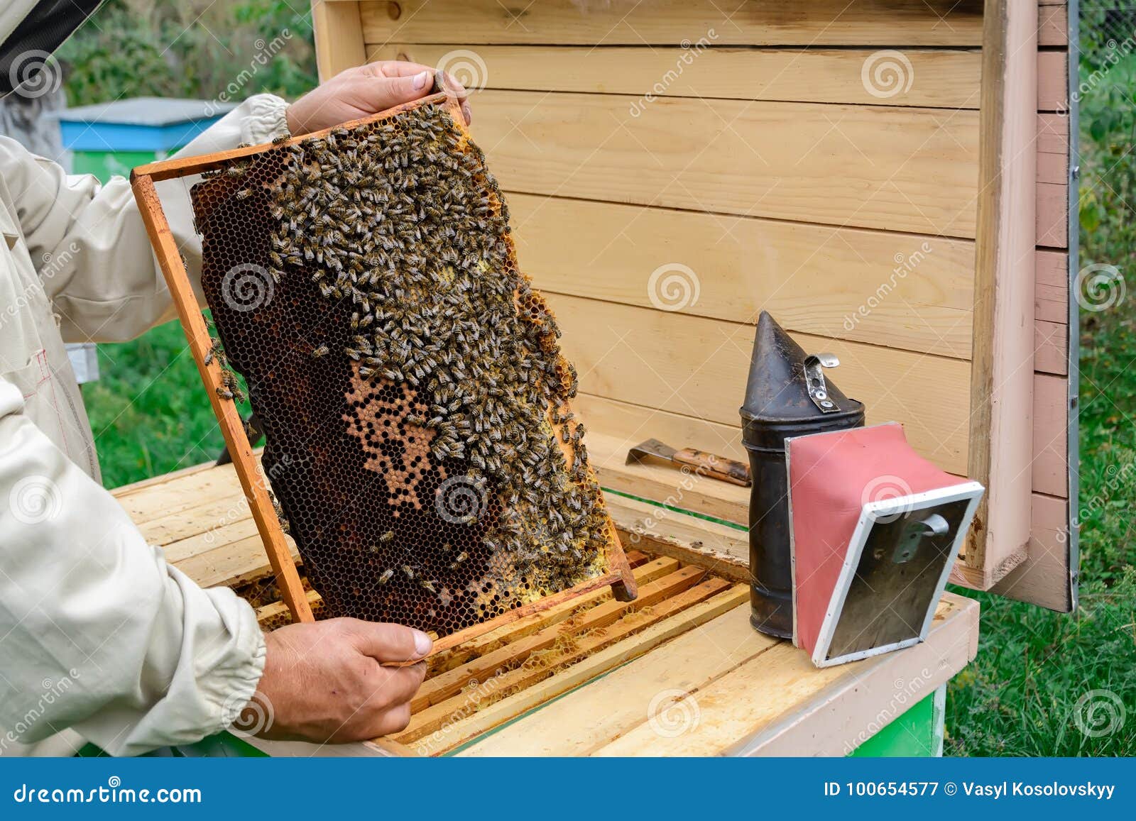 A Beekeeper at the Hive Looks Over a Honeycomb with Bees. Apiary Stock ...